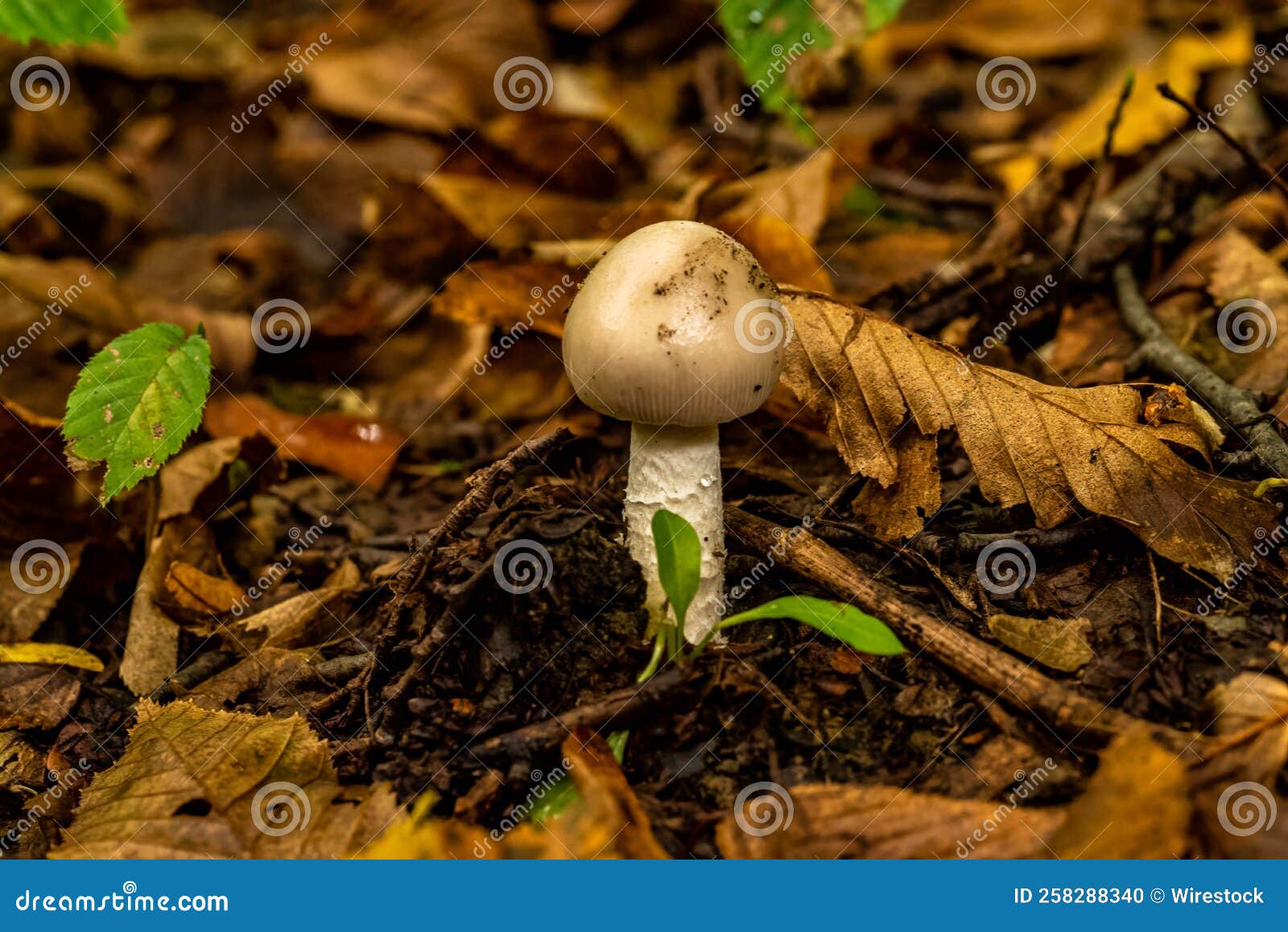 Close-up Shot of a Death Cap Growing on a Ground Stock Photo - Image of ...
