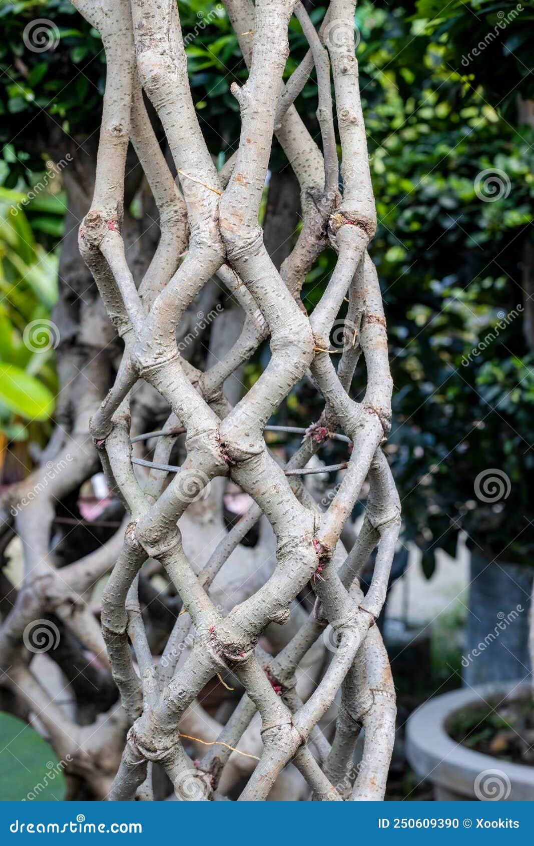 Close Up Shot of Decorative Tree Roots Inside of a Botanical Garden ...