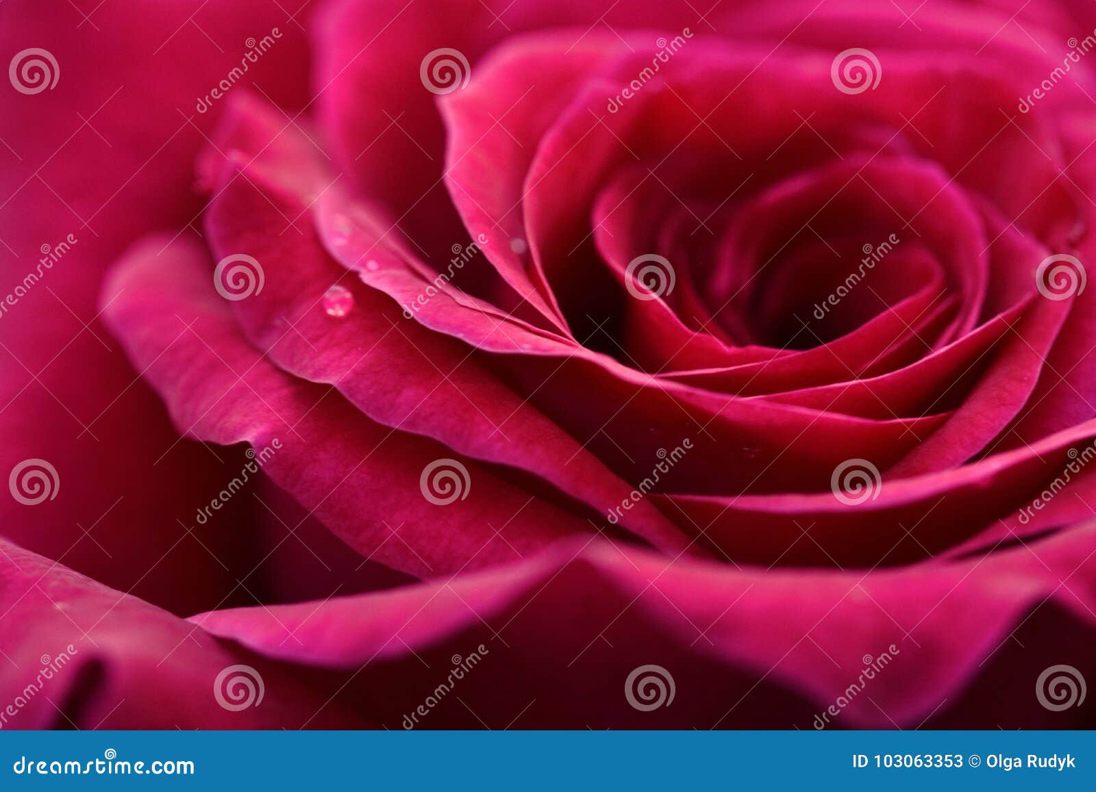 A Close-up of Deep Pink Rose Stock Image - Image of rose, gardening ...