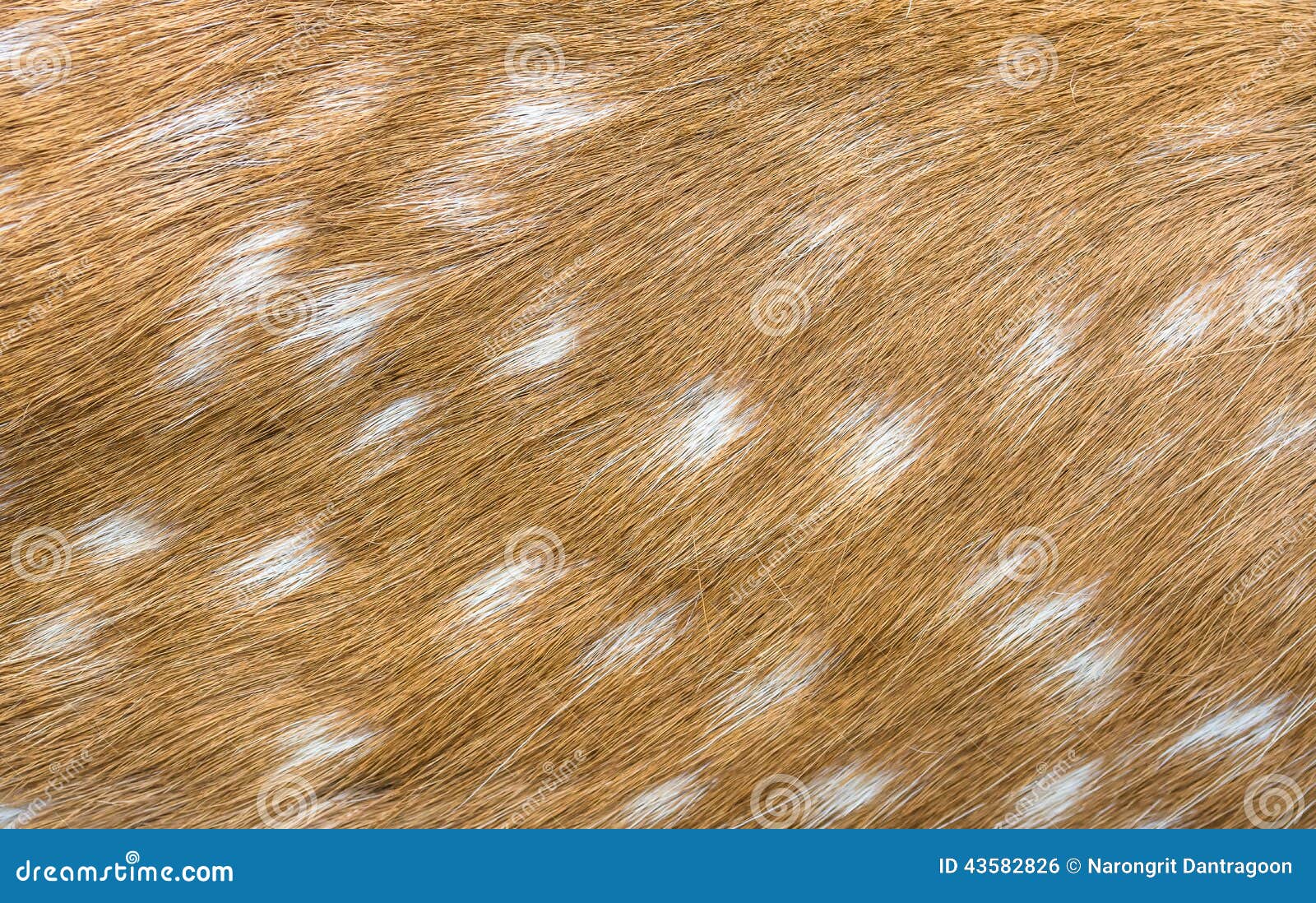 Close Up Shot of a Deer Fur Background Image Stock Photo - Image of ...