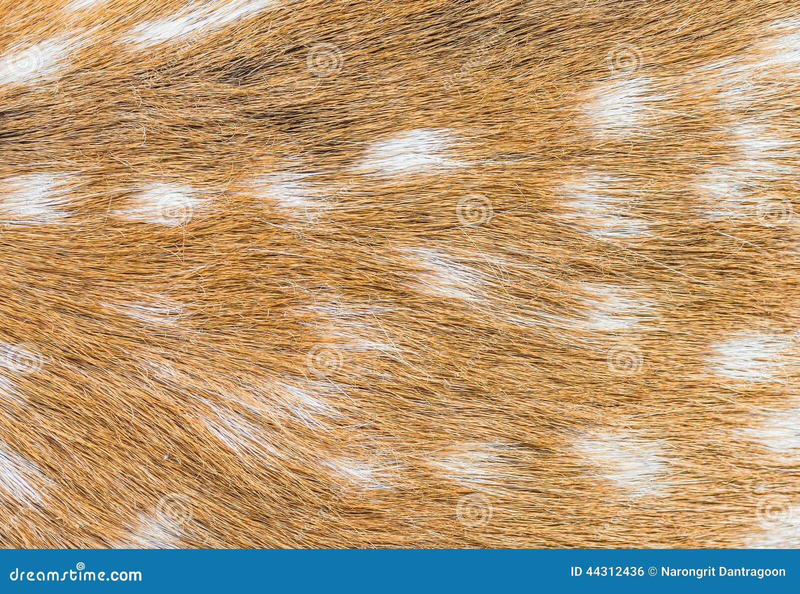 21,864 Deer Fur Background Stock Photos - Free & Royalty-Free Stock ...