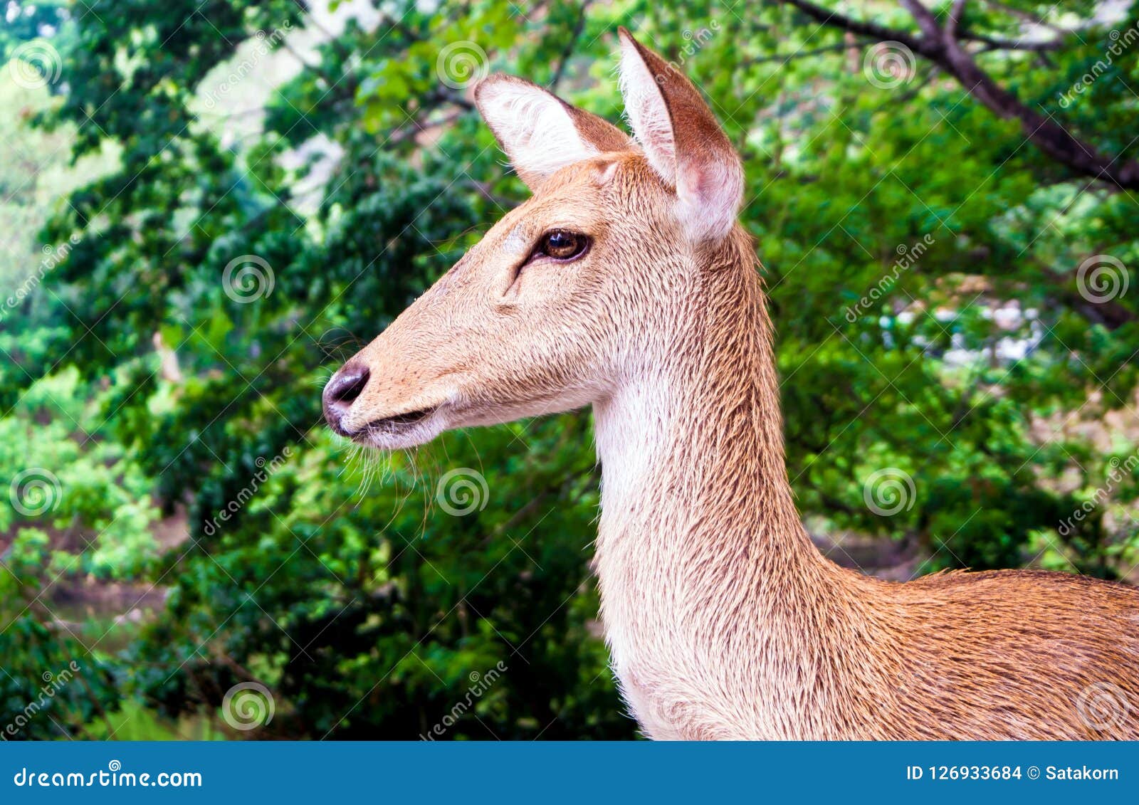 Close up shot of deer head stock photo. Image of deer - 126933684