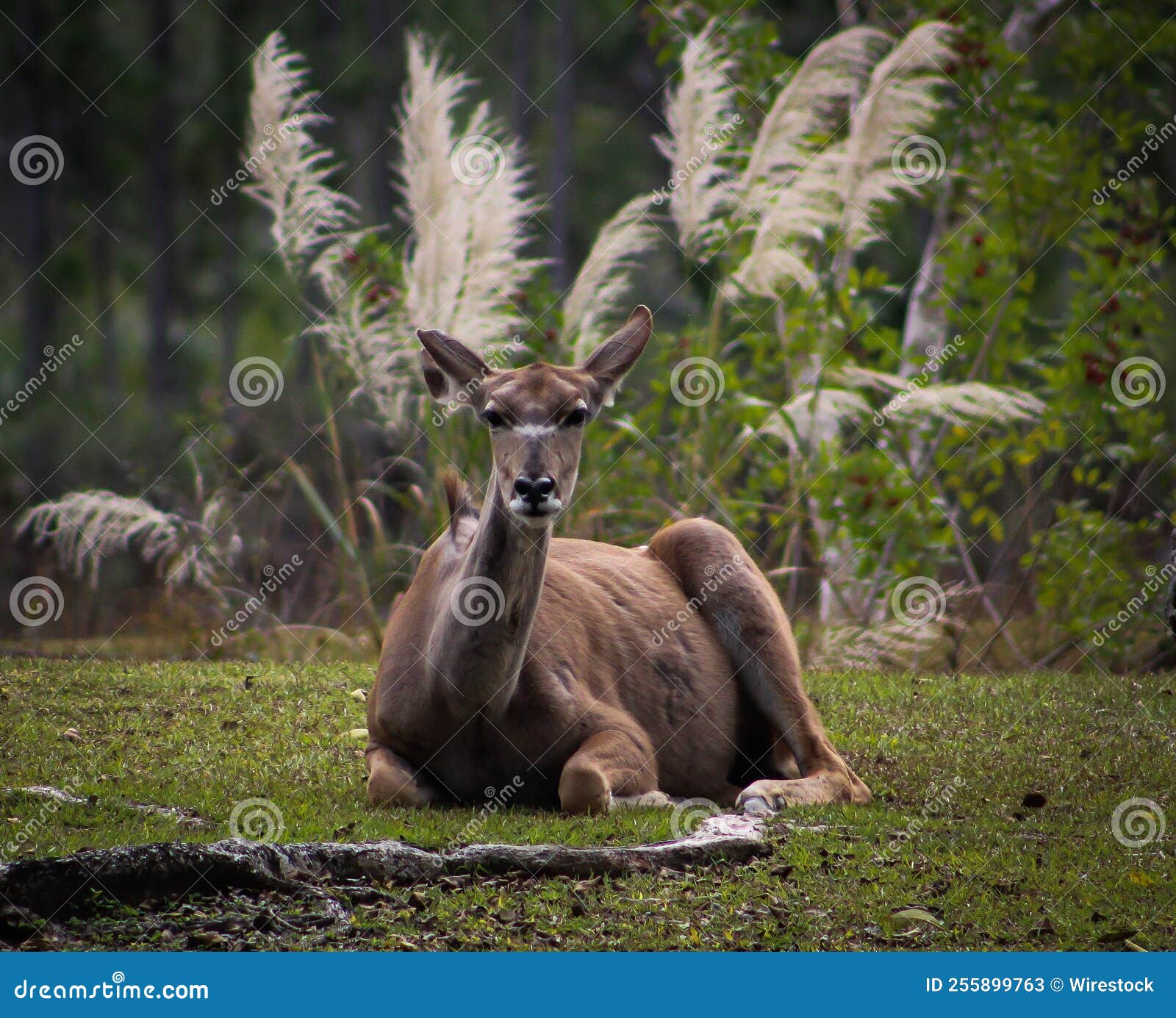 Close-up Shot of a Deer Resting on the Grass Stock Image - Image of ...