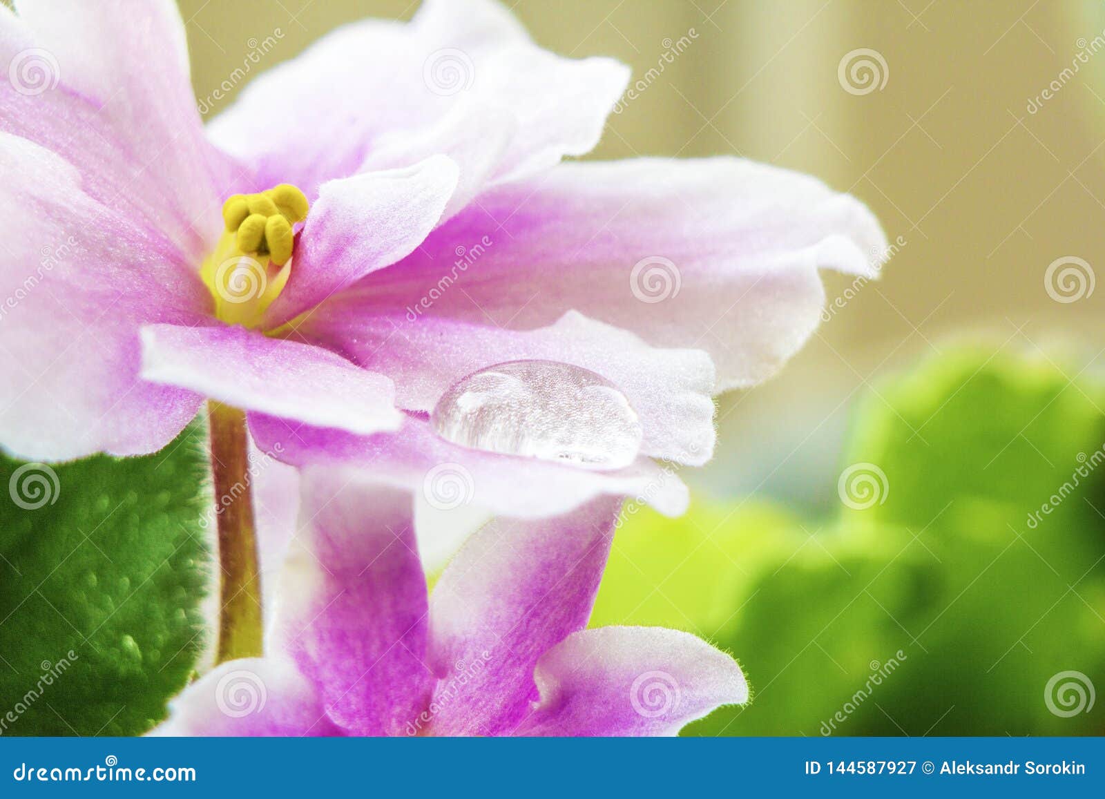 Close Up Shot of Dew Drop on Violet Petal Stock Image - Image of macro ...