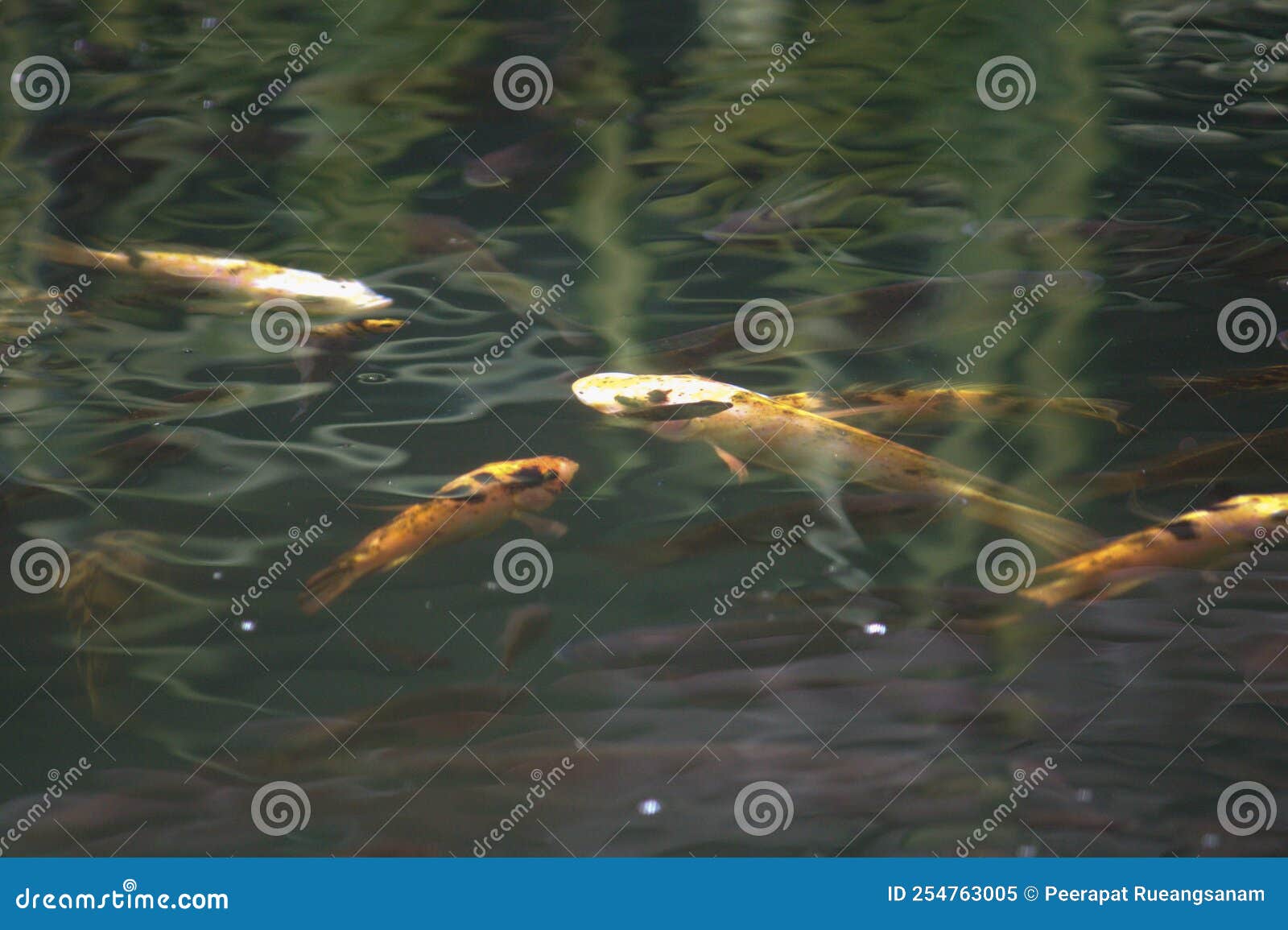 Close-up Shot of the Different Types and Fishes in the Pond. Stock ...