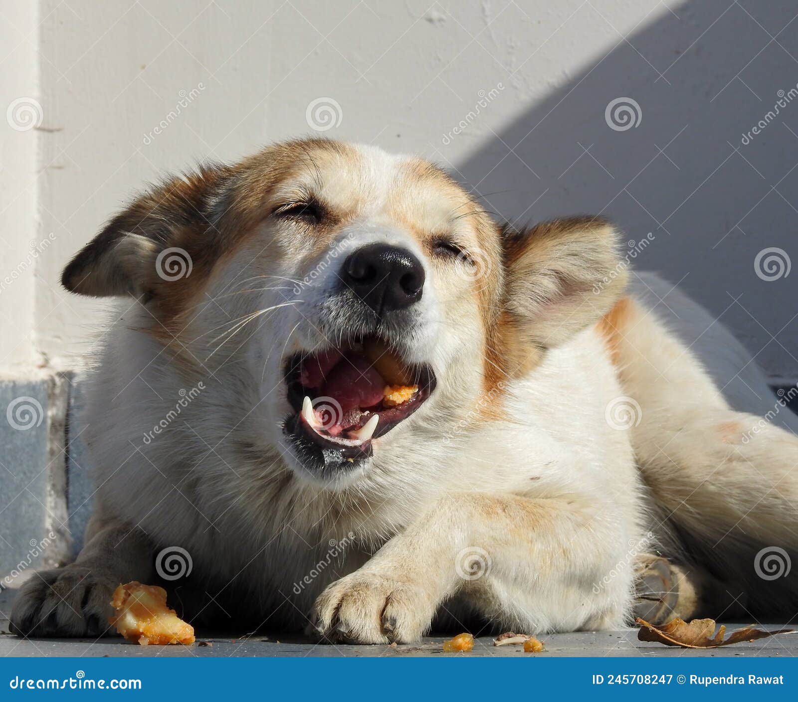 A Close Up Shot of a Dog Biting on a Bone Stock Image - Image of jack ...