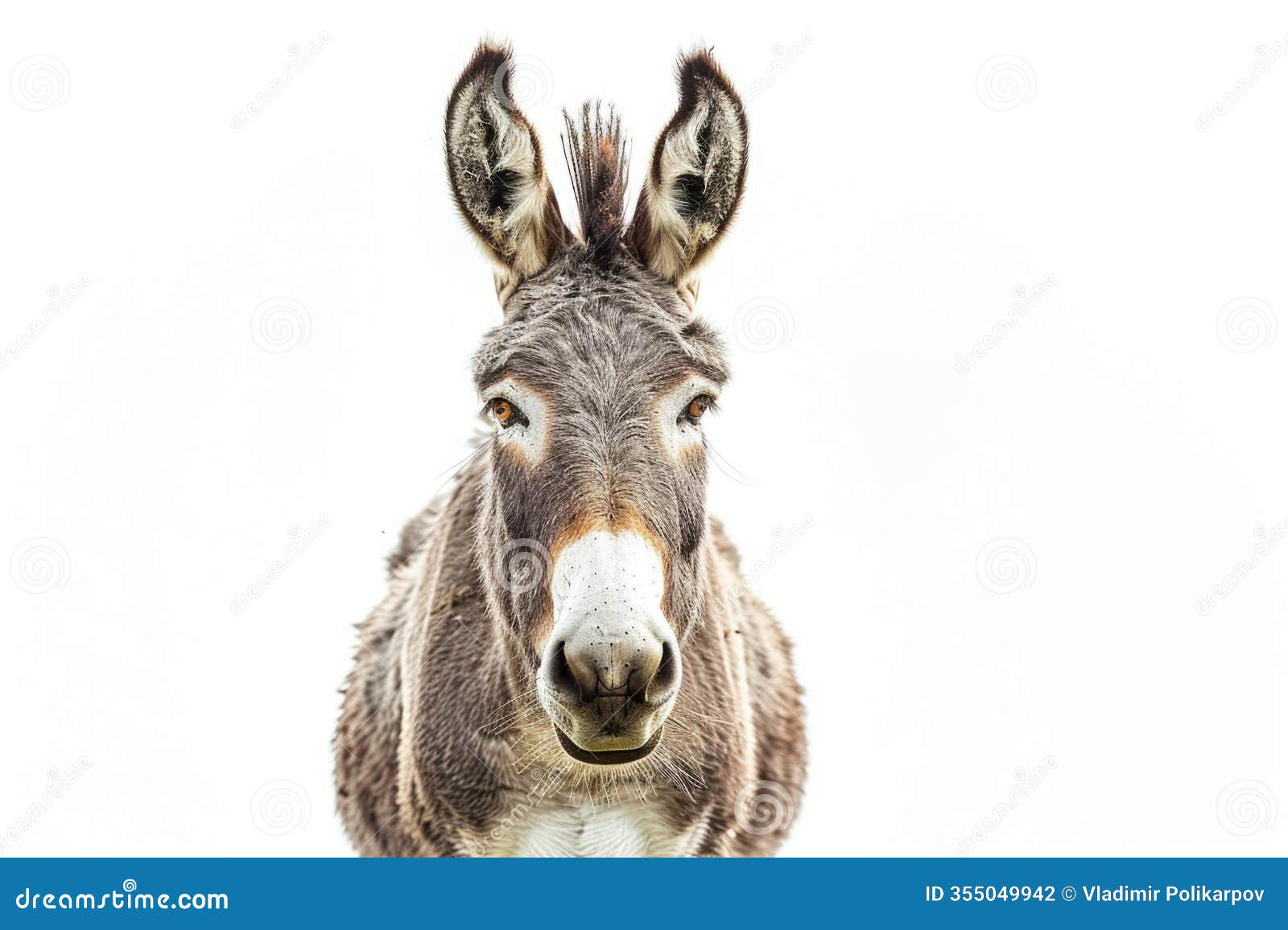 A Donkey Looking Up At The Sky In A Scene From The Donkey Movie Donkey ...