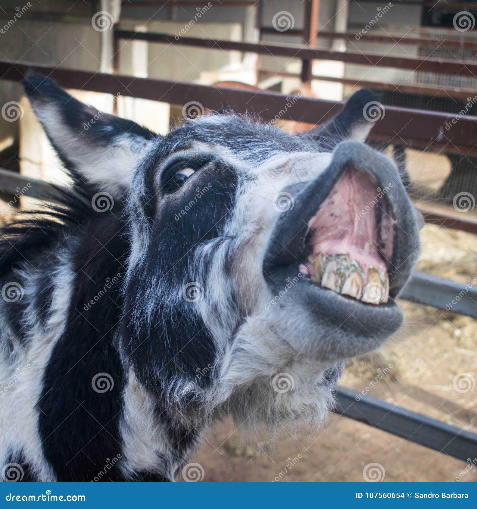 I need a Dentist! stock photo. Image of gums, nature - 107560654
