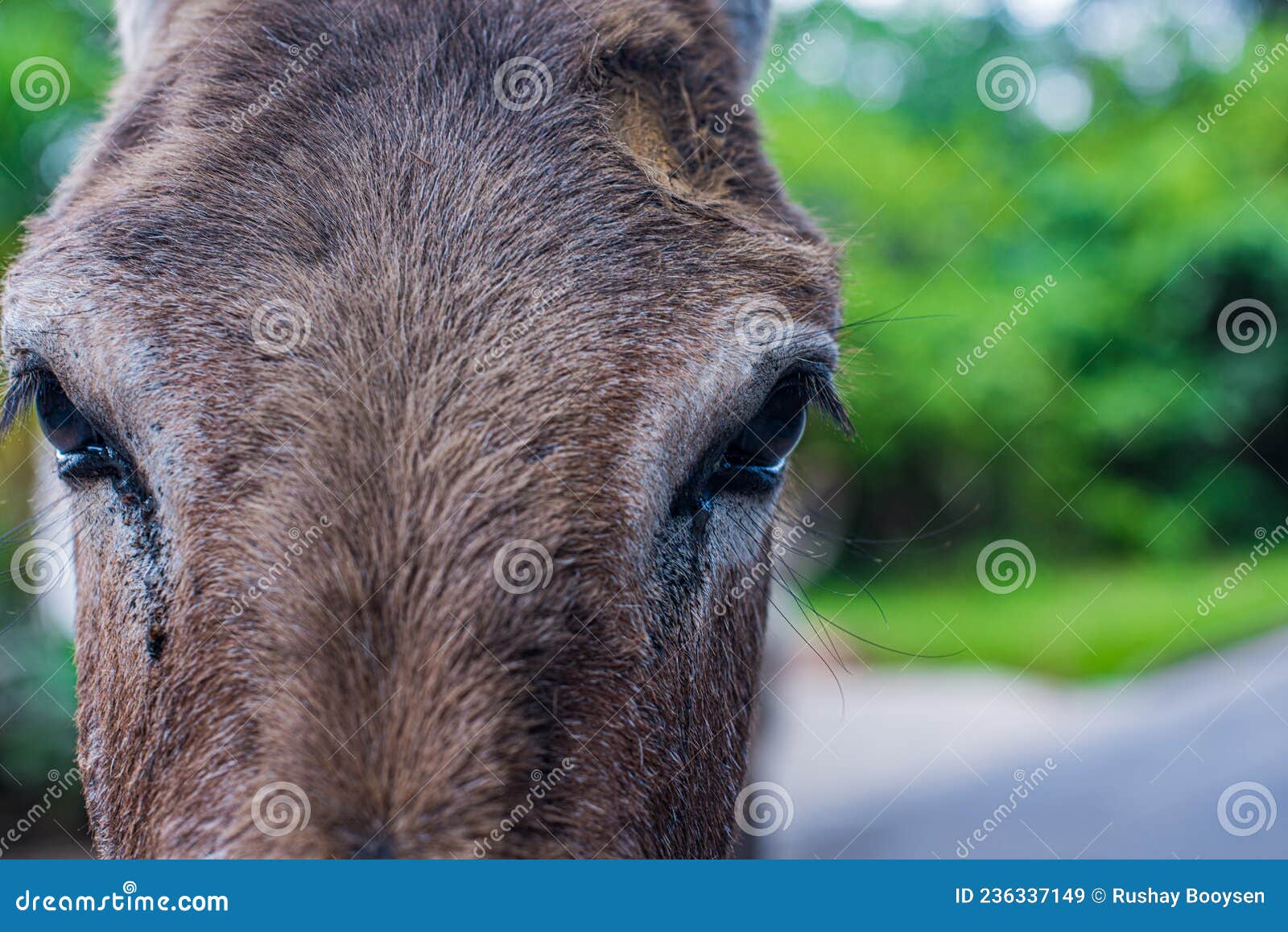 Close Up Shot of Donkeys Face Stock Image - Image of natural, eyelashes ...
