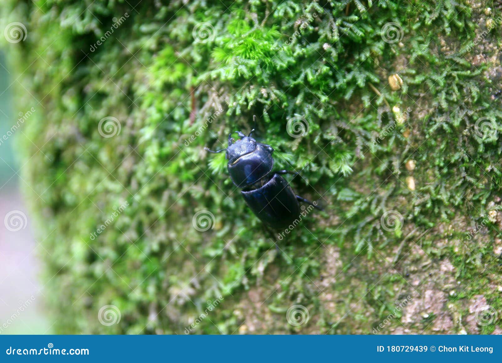 Close Up Shot of a Dorcus Rectus Stock Image - Image of single, dung ...
