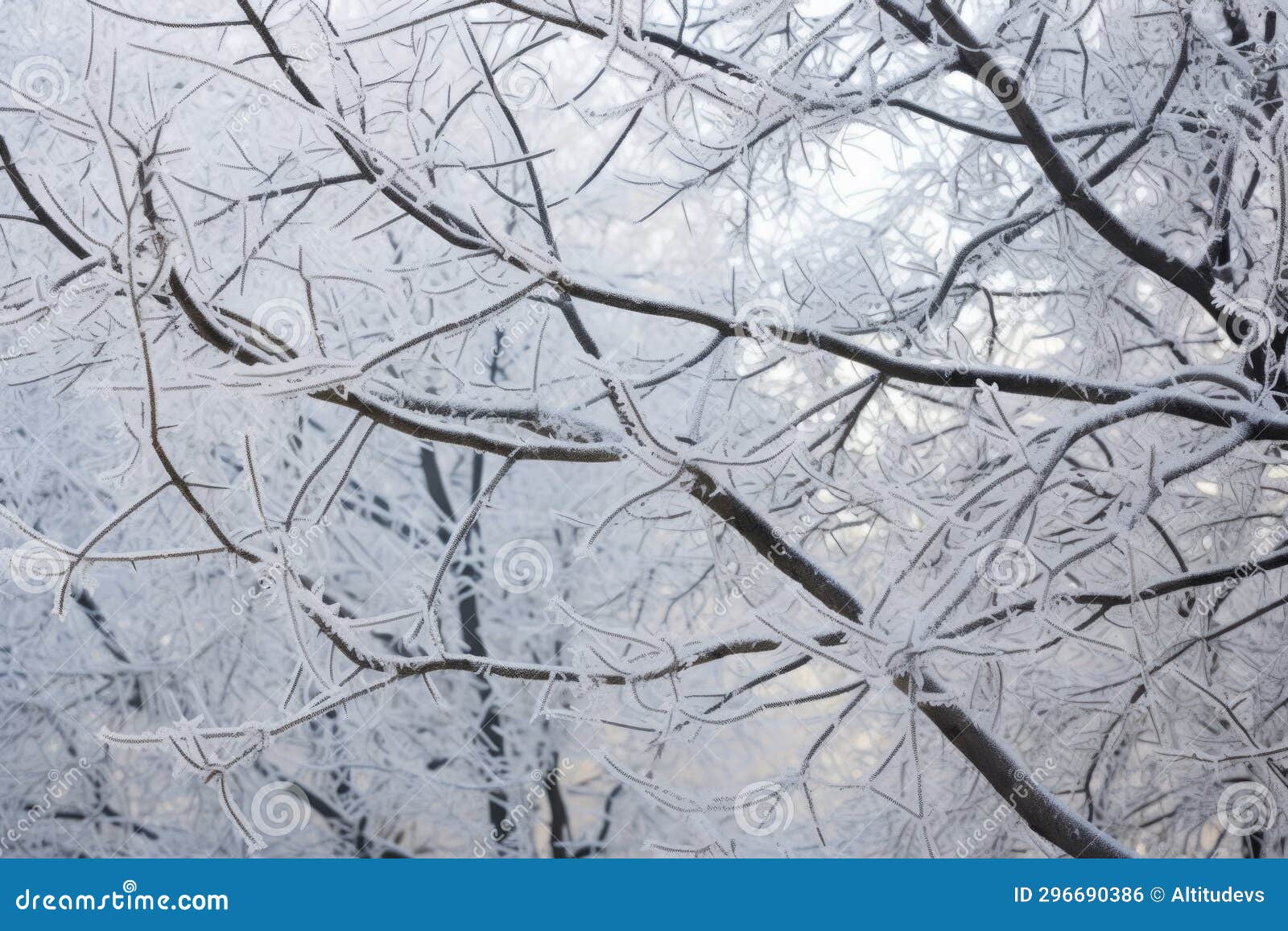 Close-up Shot of Dormant Tree Branches Covered with Frost Stock Photo ...