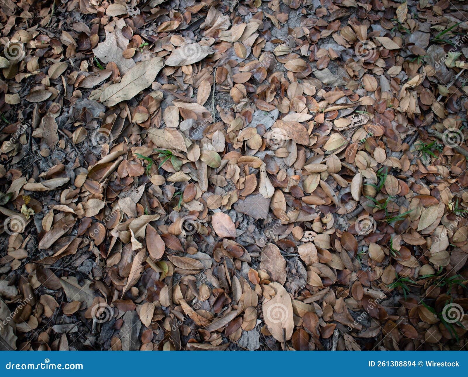 Close-up Shot of Dry Foliage on the Ground Stock Photo - Image of fall ...