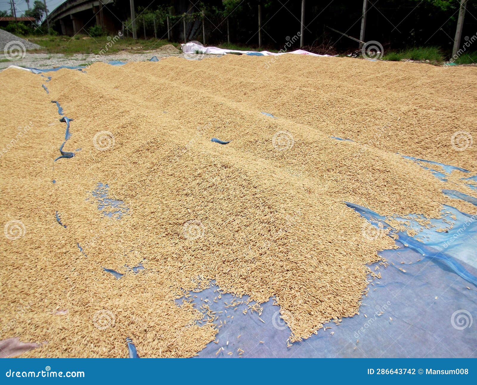 Shot of Dry Grain on the Ground, Paddy Stock Photo - Image of industry ...