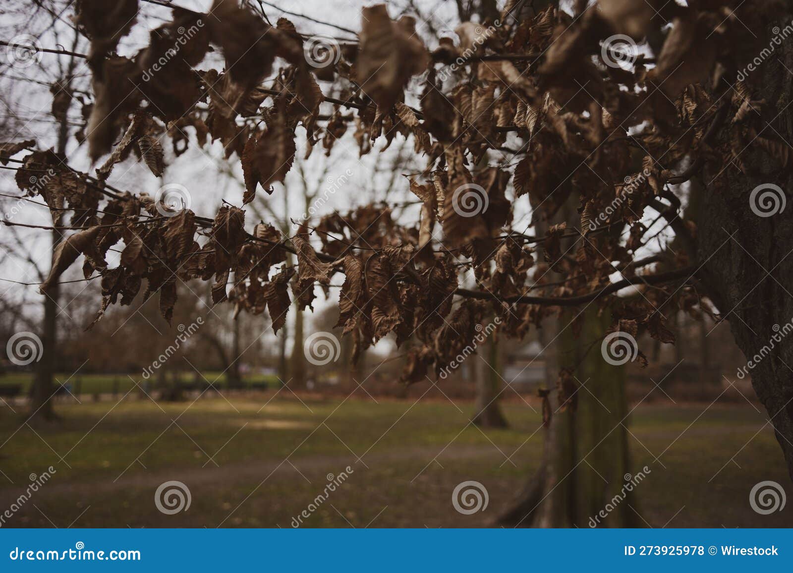 Close-up Shot of Dry Leaves of a Tree in the Park Stock Photo - Image ...