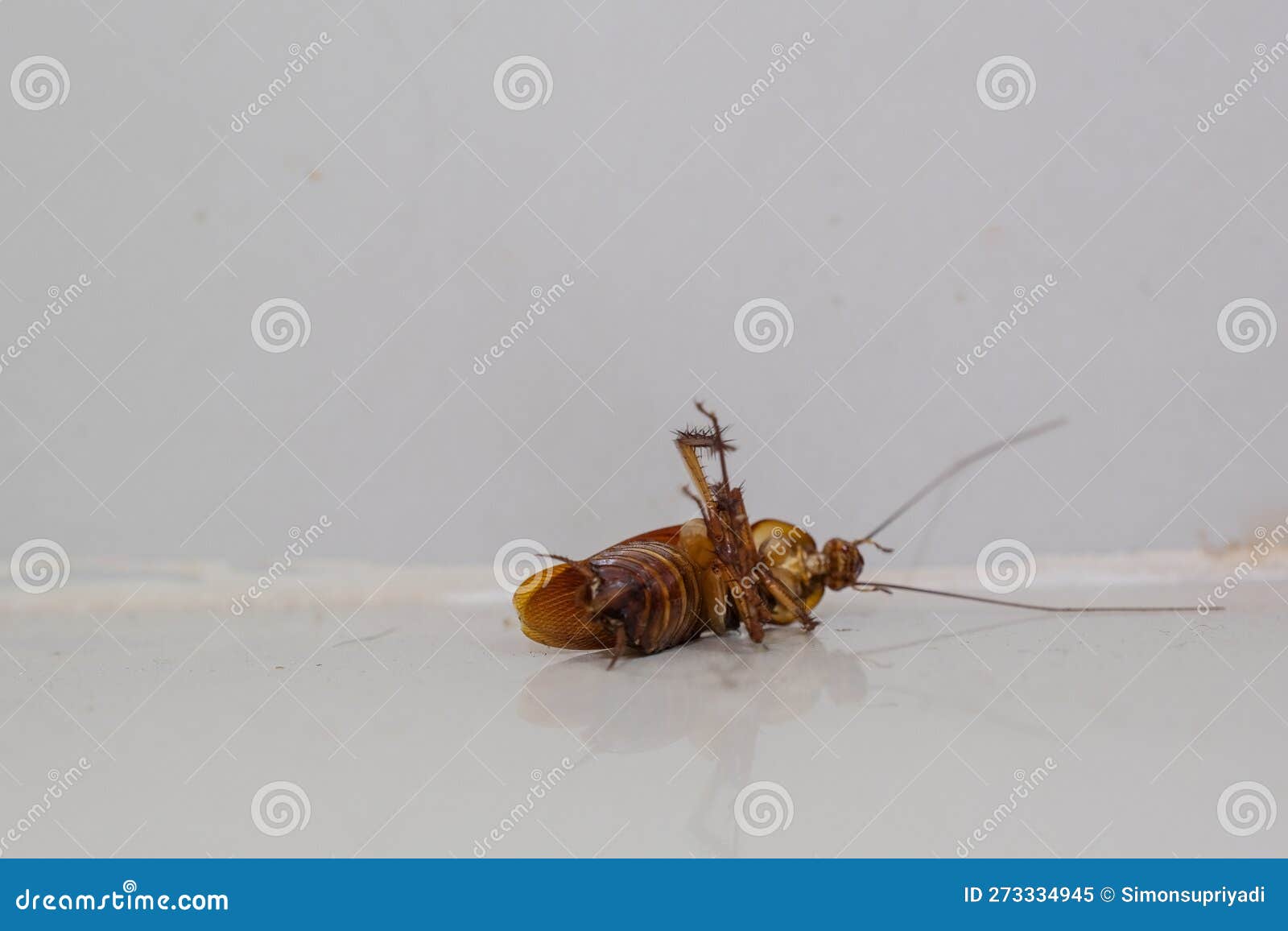 Close Up Shot of Dying Cockroach Lying Dead on the Floor Stock Image ...