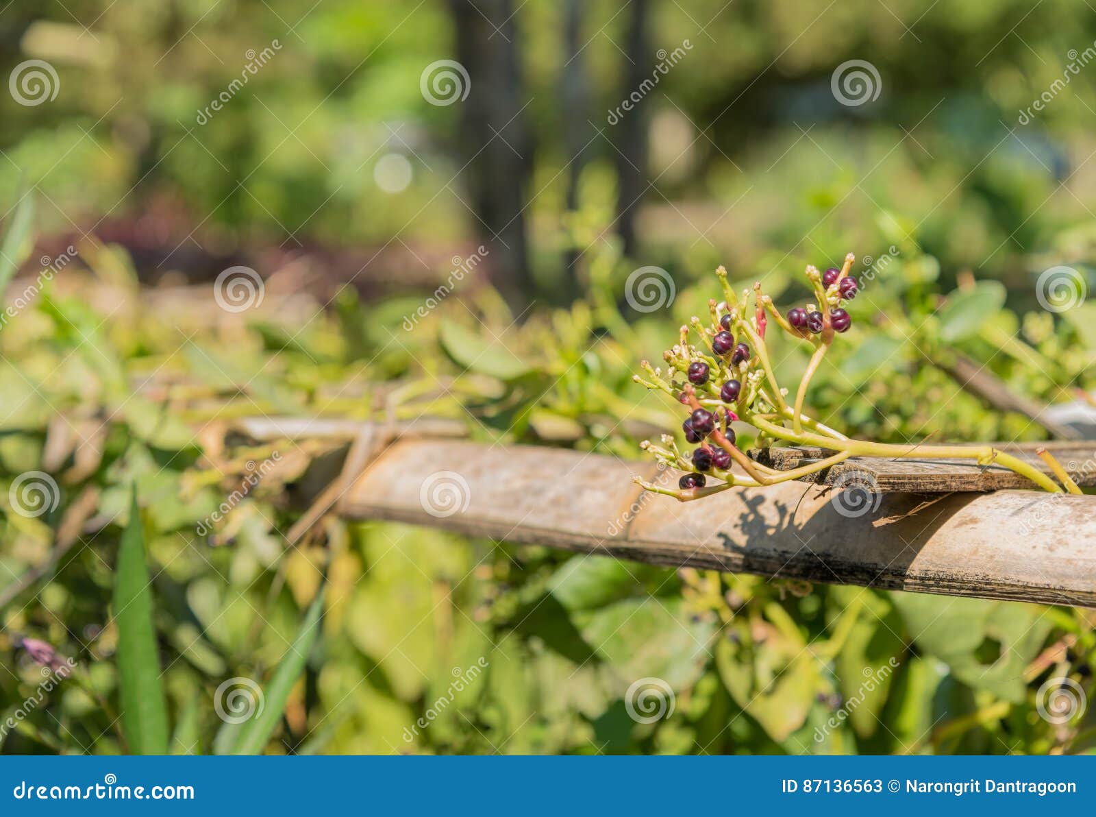 Close Up Shot of East Indian Spinach. Stock Image - Image of antidote ...