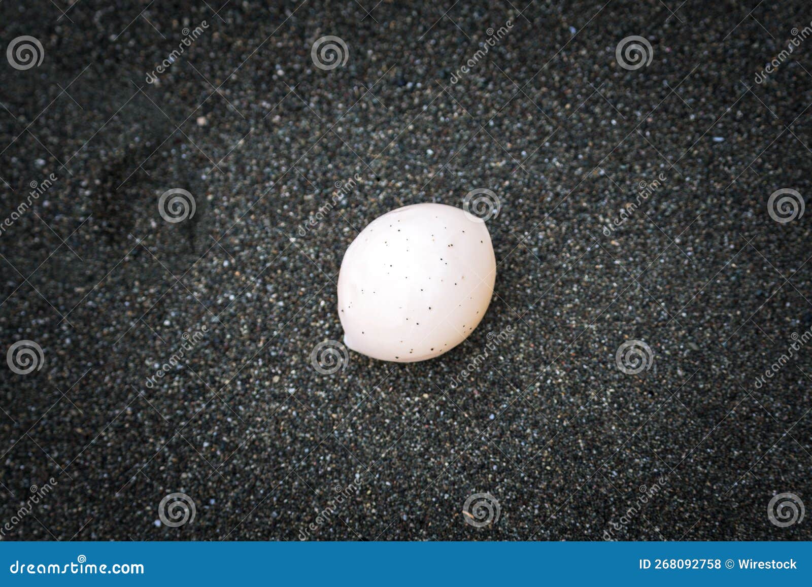 Close-up Shot of an Egg on a Black Sand Stock Photo - Image of scenic ...