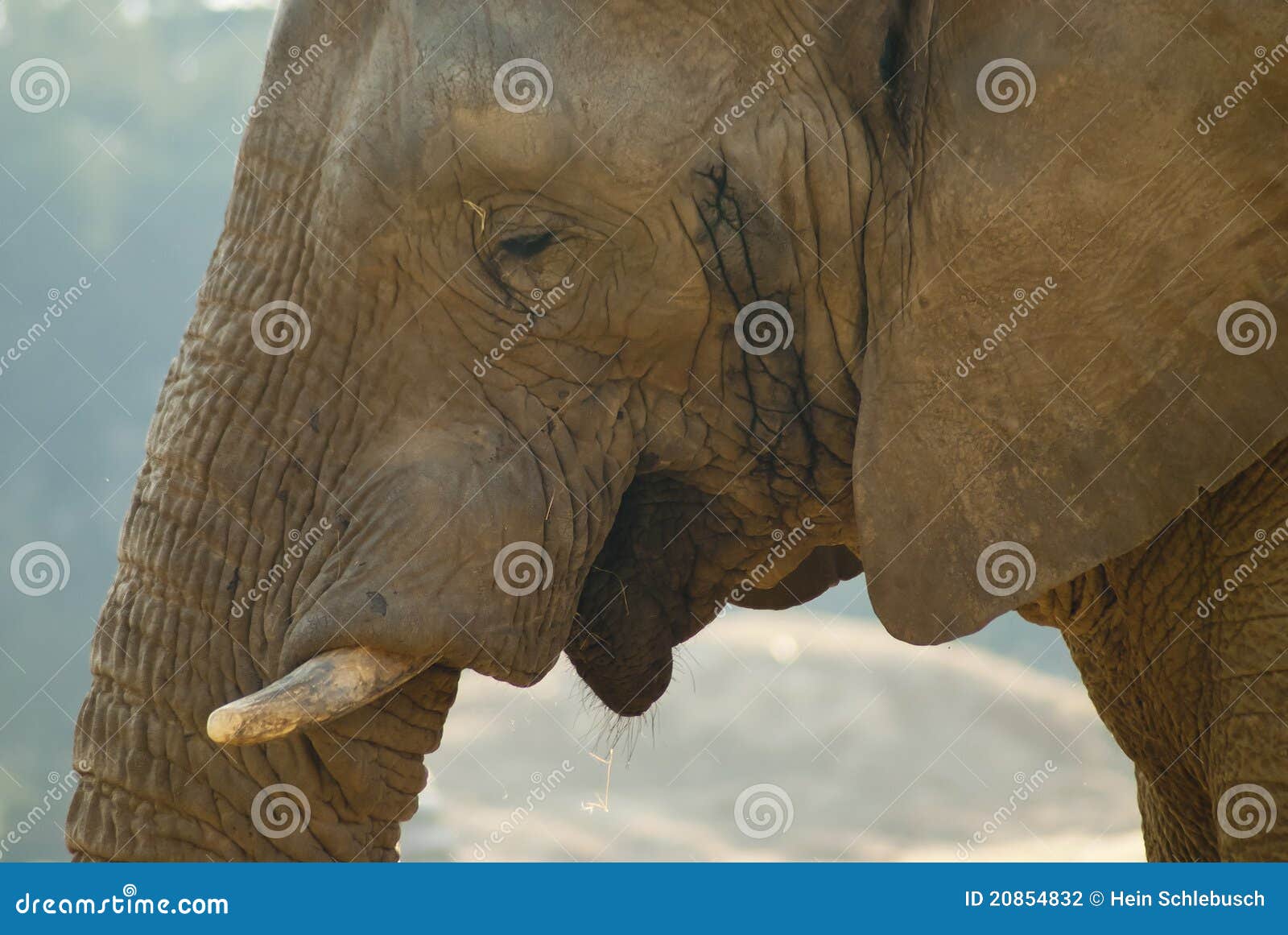Close-up Shot of an Elephant S Face Stock Photo - Image of africa ...