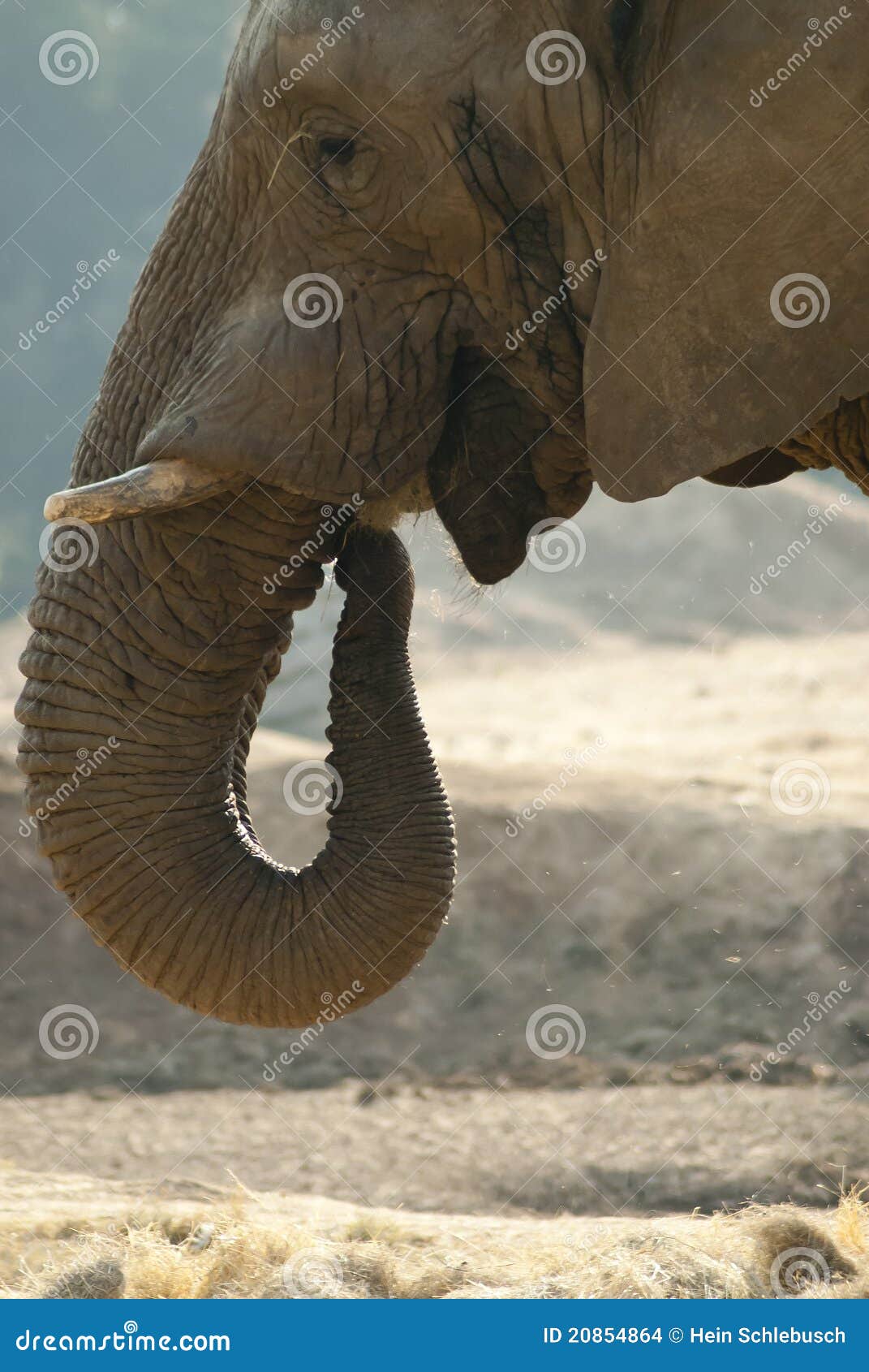 Close-up Shot of an Elephant S Face Stock Photo - Image of elephant ...
