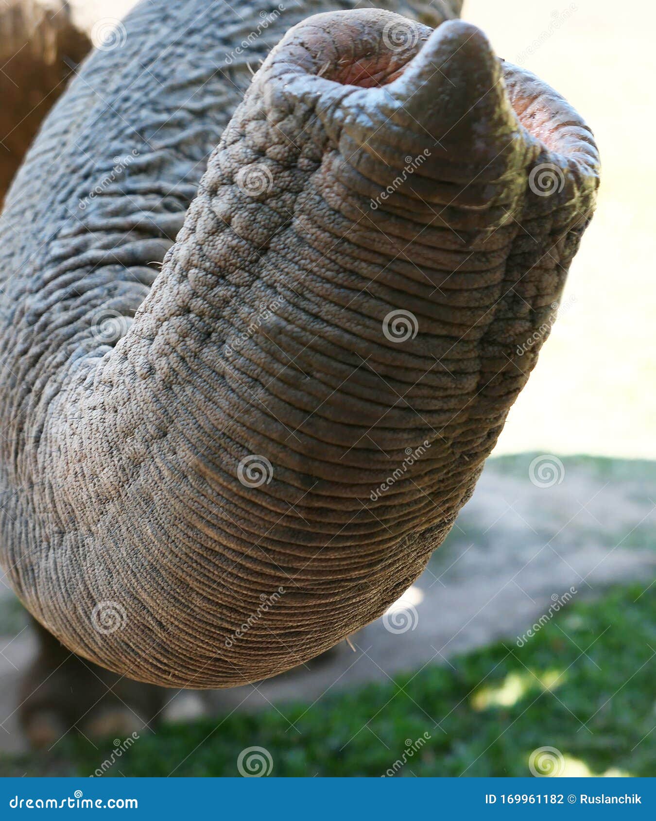 Elephant trunk, close up stock photo. Image of white - 169961182