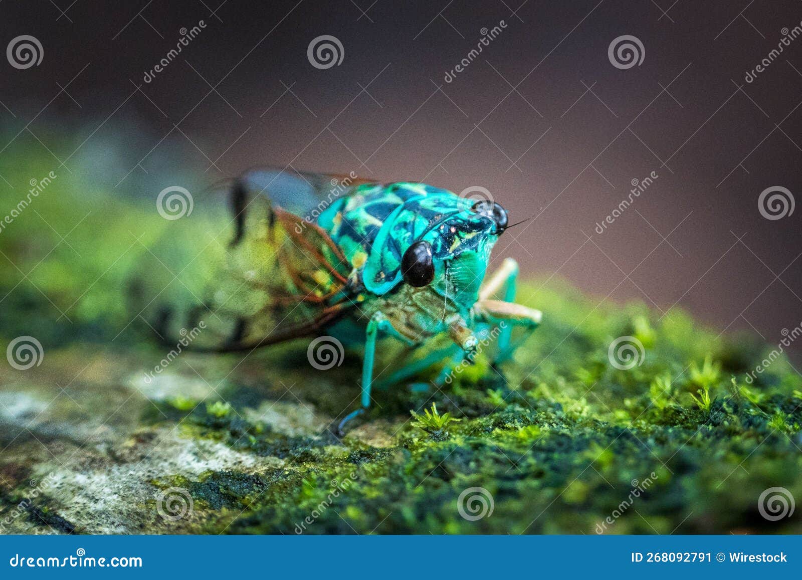 Close-up Shot of an Emerald Cicada on a Mossy Surface Stock Image ...