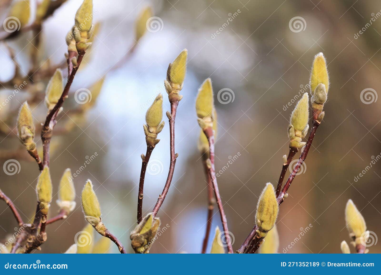 Close-up Shot of the Emerging Buds of a Deciduous Tree, with No Leaves ...