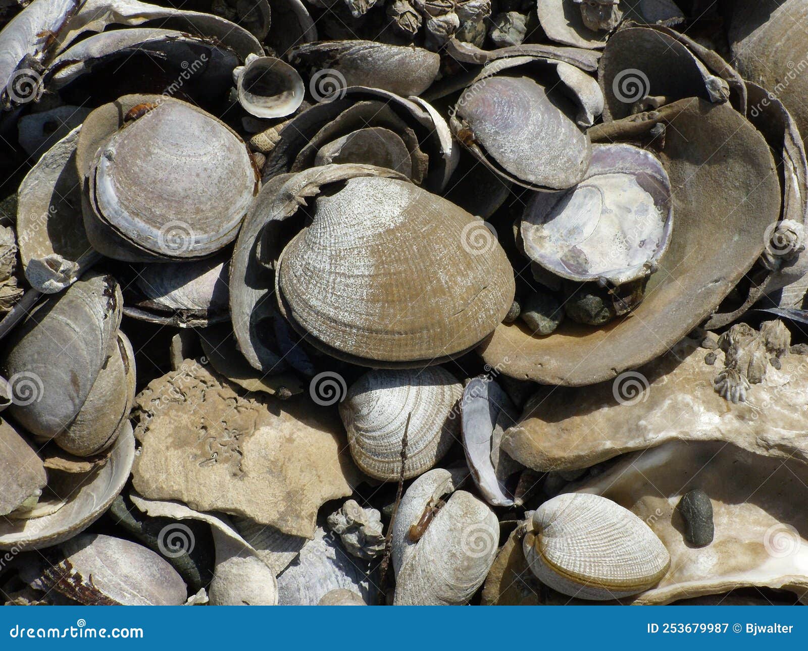 A Collection of Empty Seashells. Stock Image - Image of seashells ...