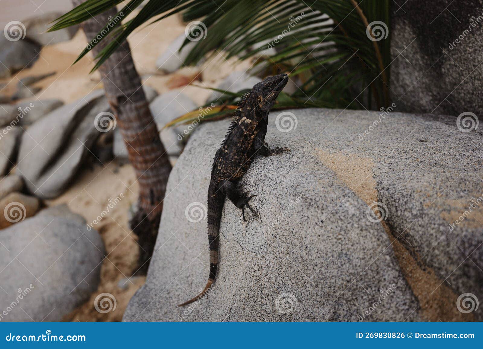 Close-up Shot of an Exotic Lizard Perched Atop a Rocky Surface, Looking ...