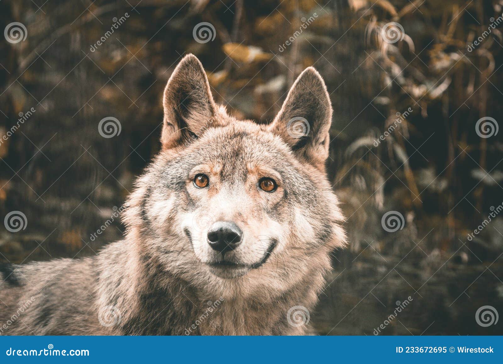 Close Up Shot of the Face of a Wolf Standing in Bear Park in the Black ...