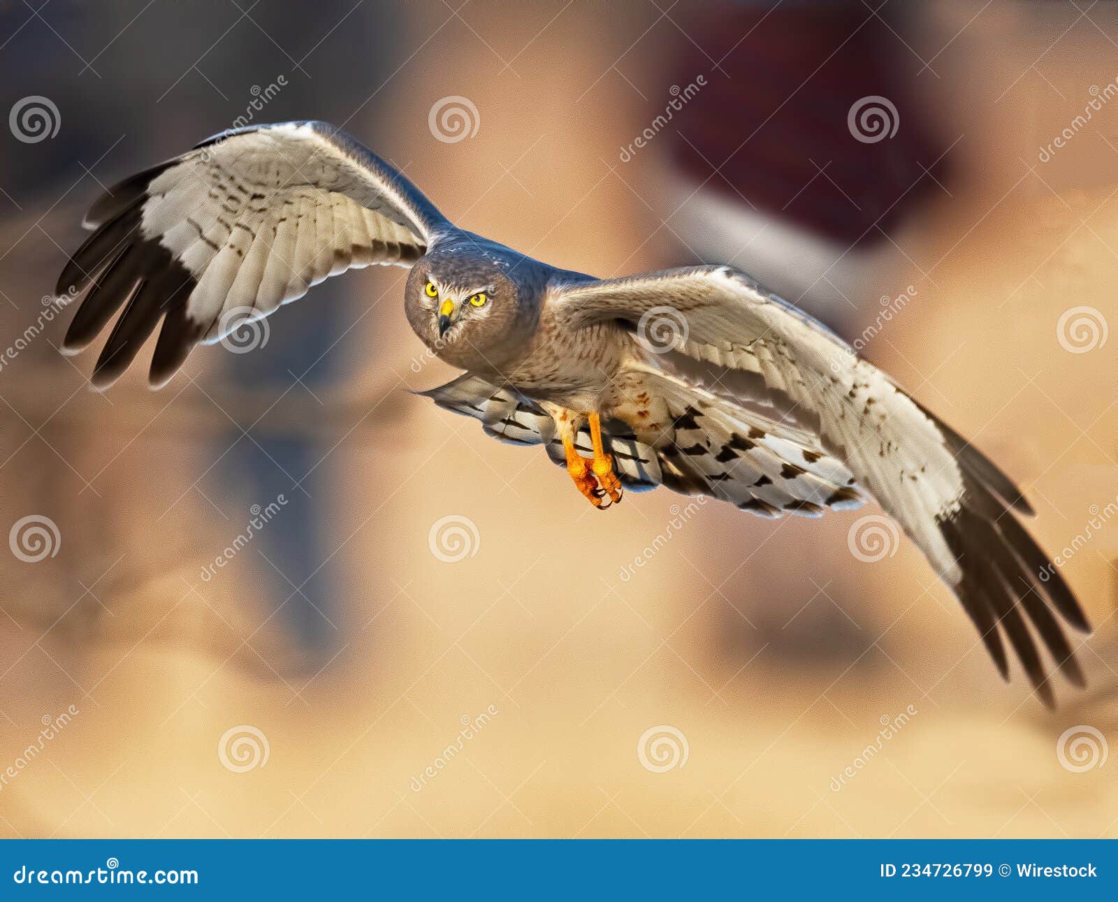 Close-up Shot of the Falcon while Flying Stock Image - Image of falcon ...