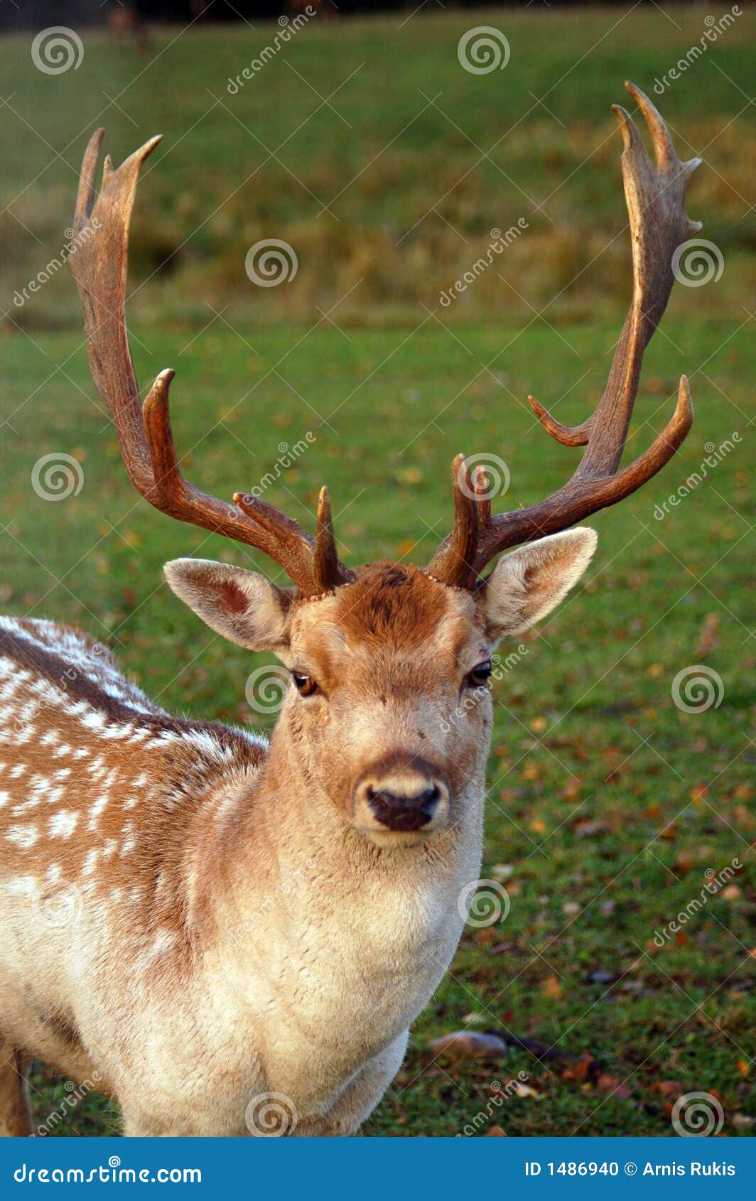 Close-up Shot of the Fallow Deer Stock Photo - Image of curious, head ...