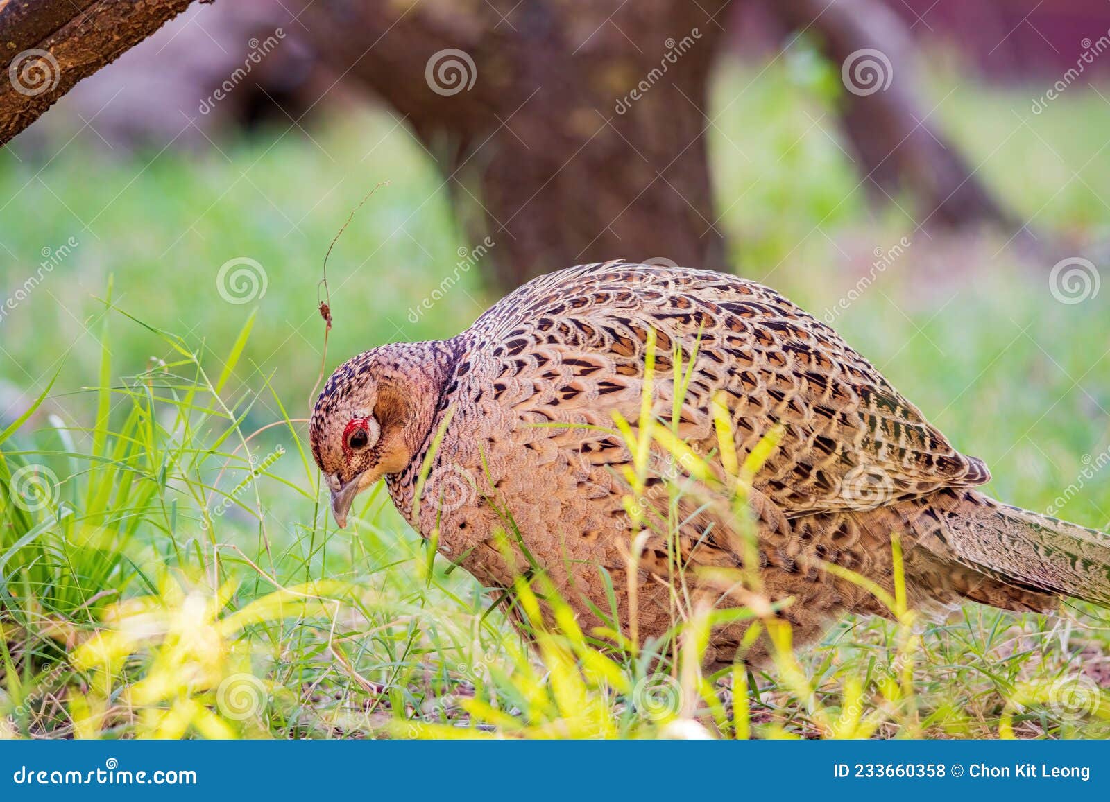 Close Up Shot of Female Ring Necked Pheasant Stock Photo - Image of ...