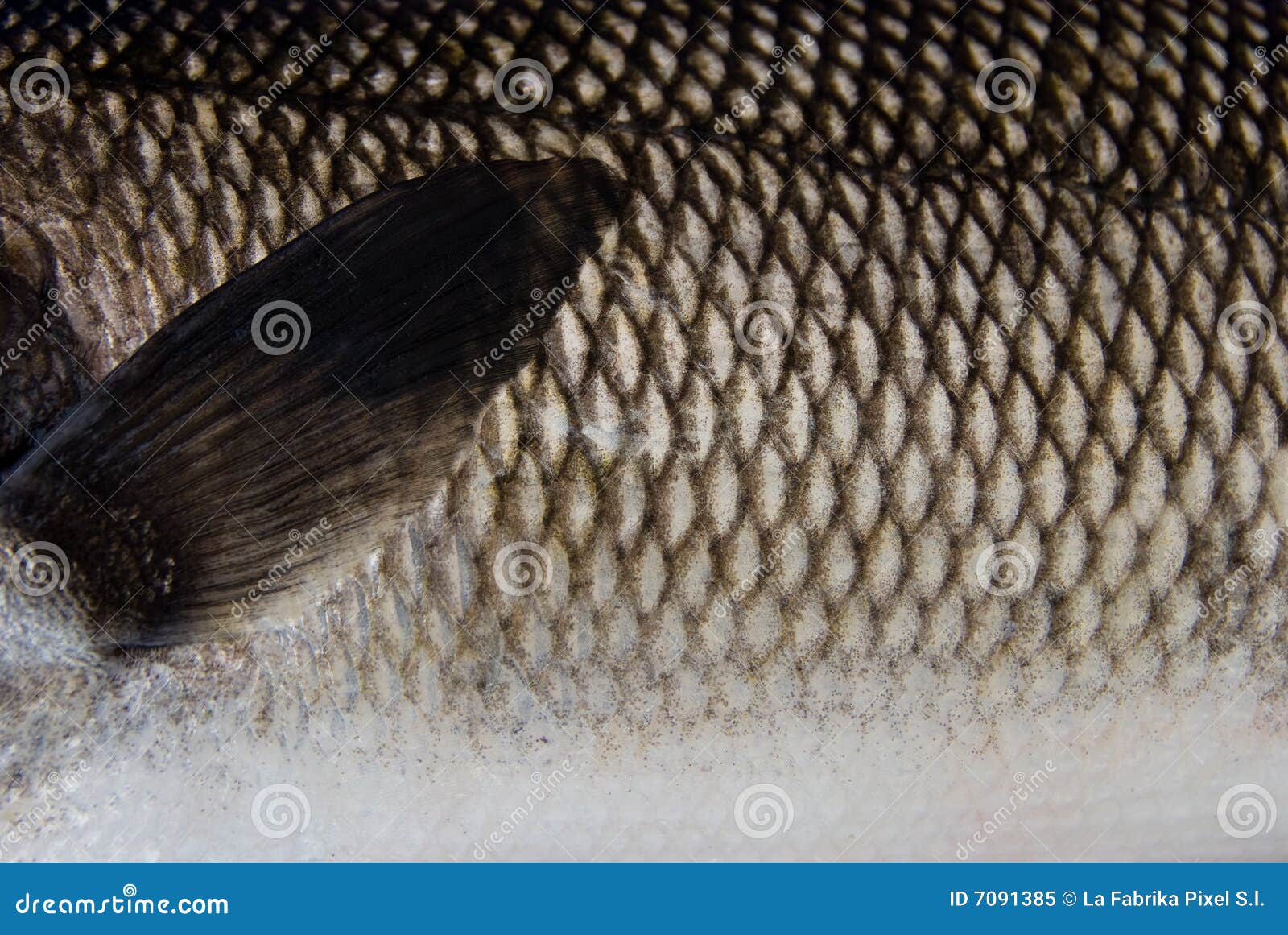 Close up shot of a fish stock image. Image of skin, cold - 7091385