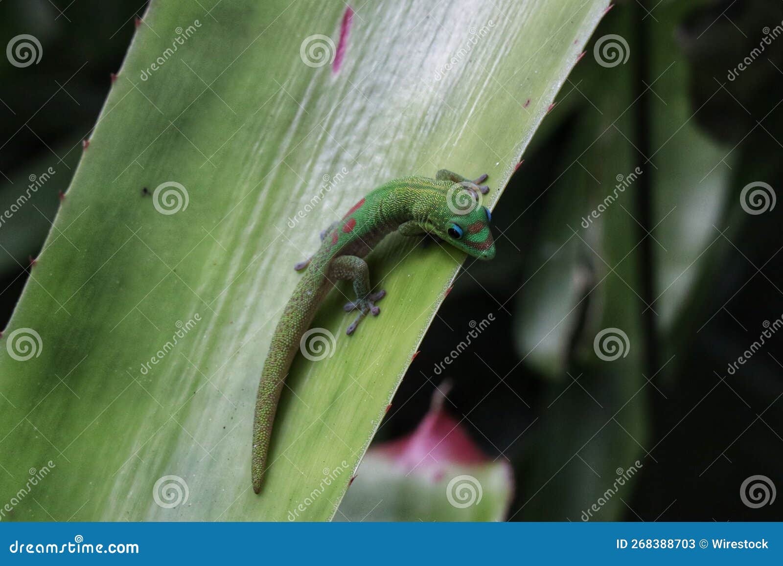 Close-up Shot of a Flat-tailed Day Gecko on a Plant Leaf in Sunlight ...