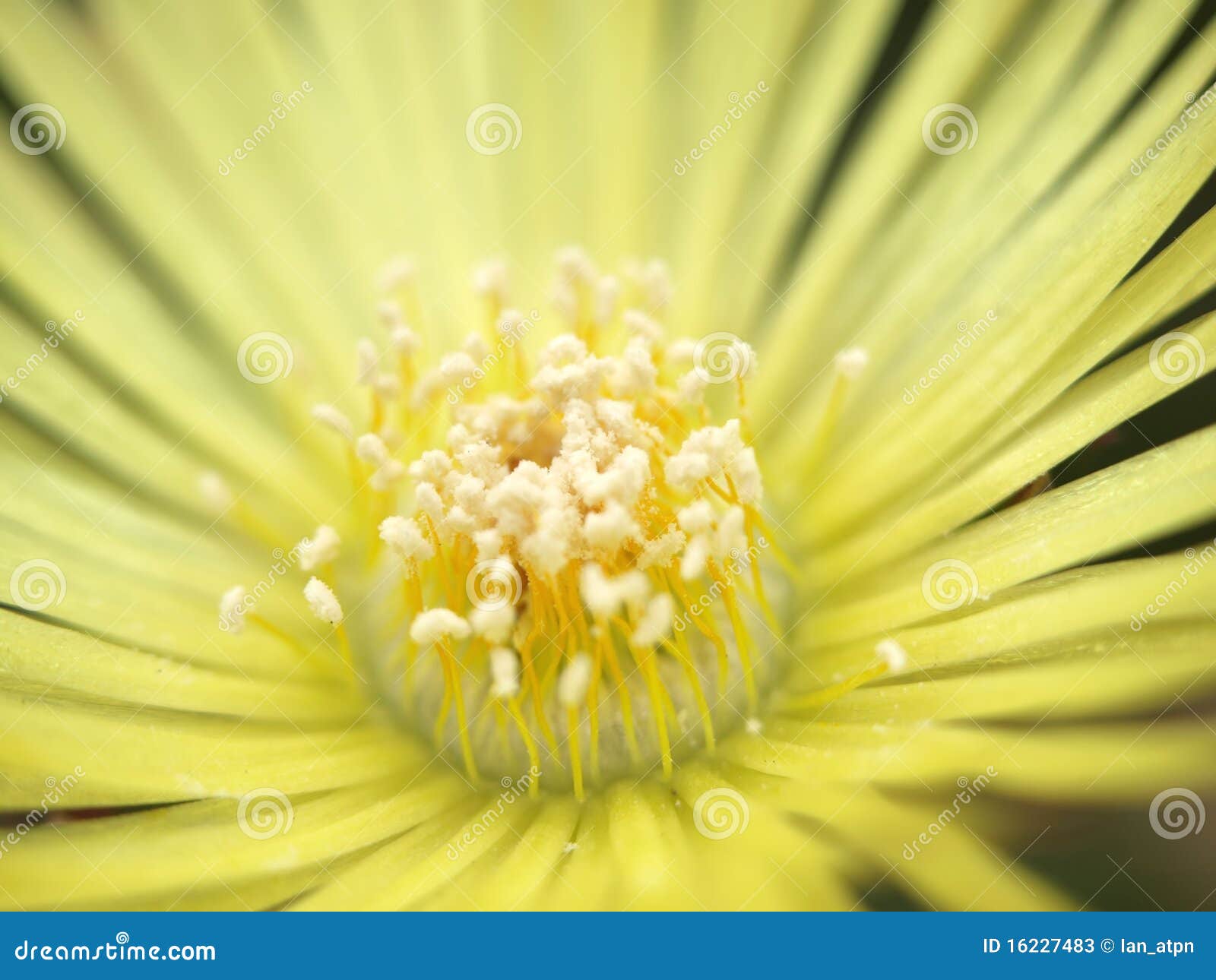 Close up shot of Flower stock image. Image of sunny, symmetry - 16227483