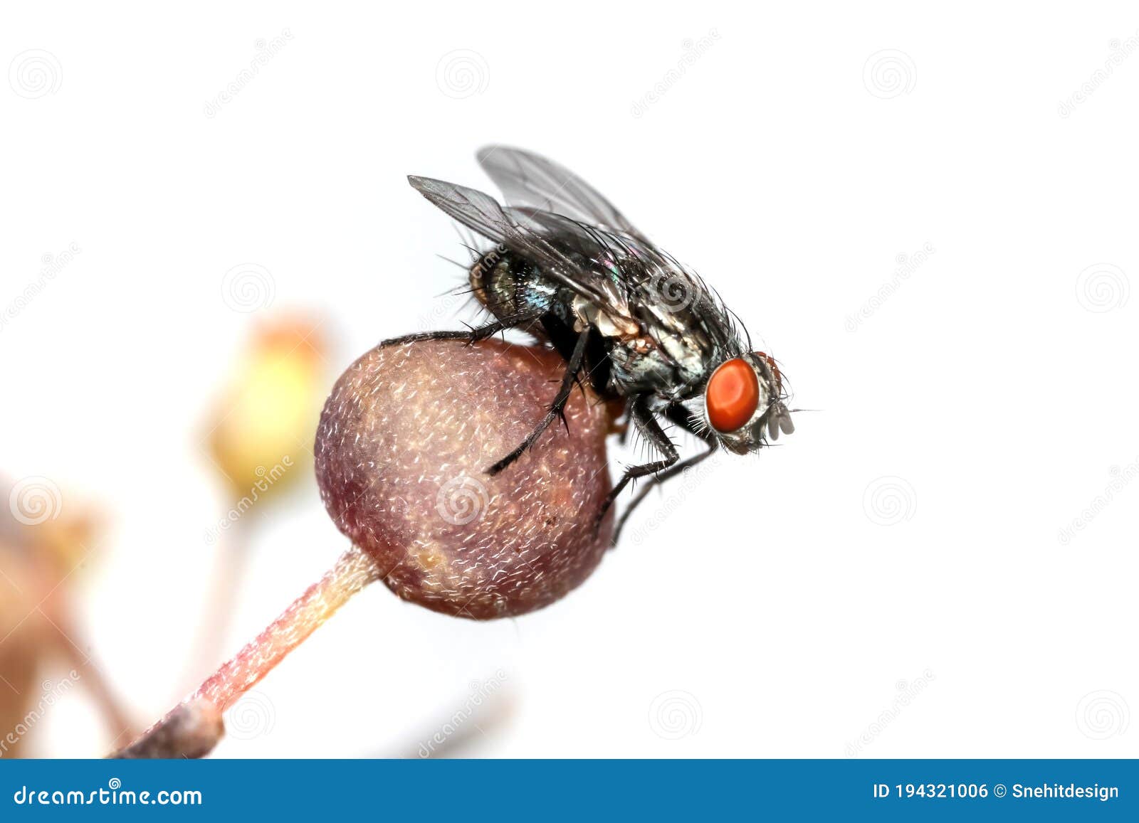 Close Up Shot of Flower Bud with Fly on White Background Stock Photo ...