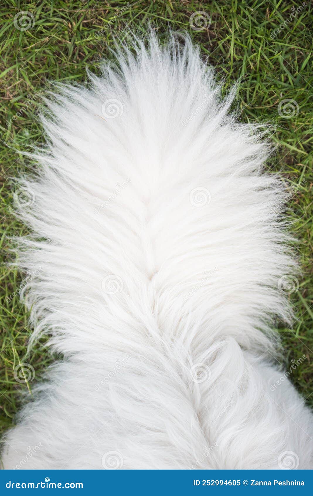 Close Up Shot of a Fluffy White Samoyed Dog Tail Stock Image - Image of ...