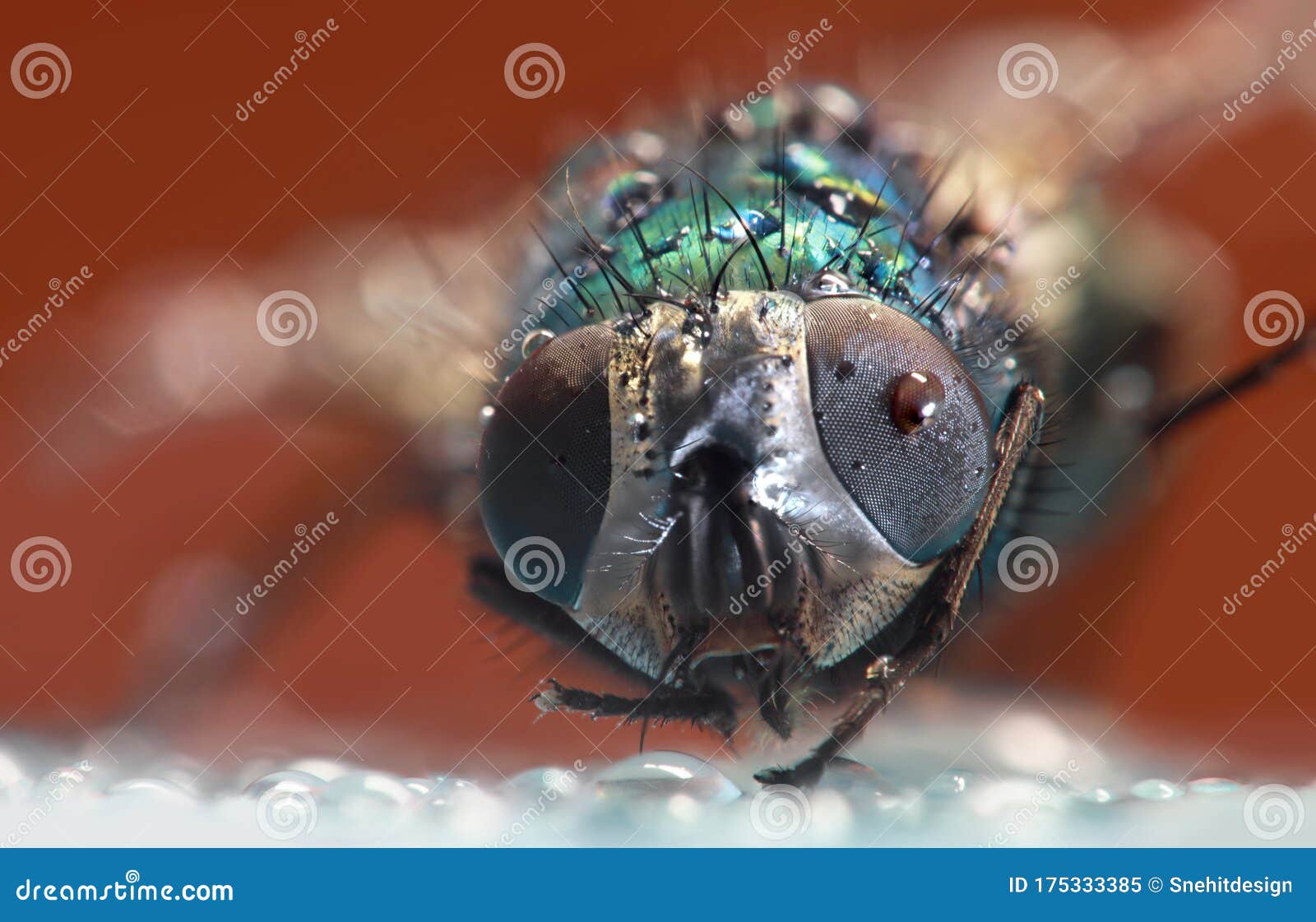 Close Up Shot of Fly Image Created with Focus Stack Stock Image - Image ...