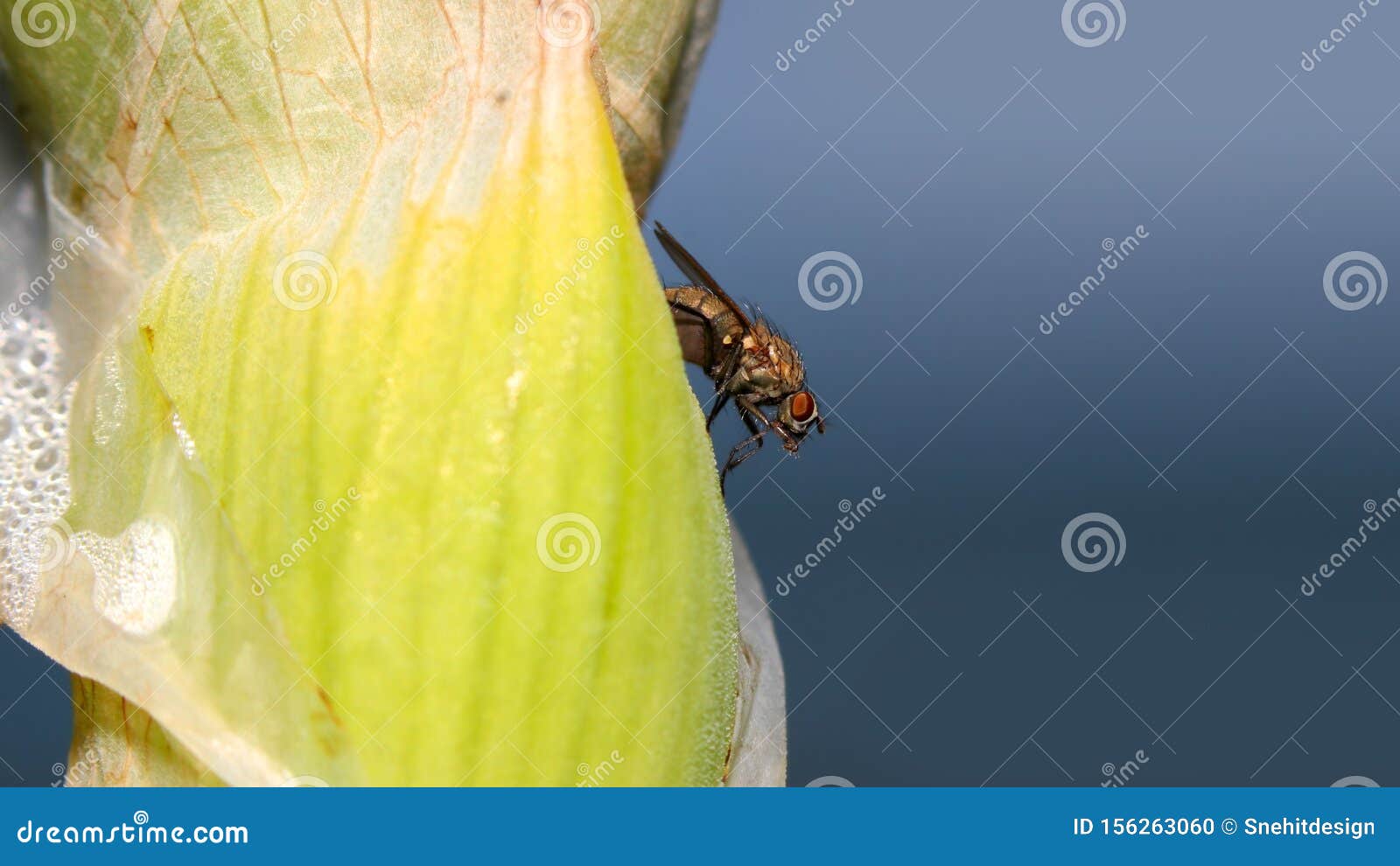 Close Up Shot of Fly on a Petal Stock Photo - Image of extreme, animal ...