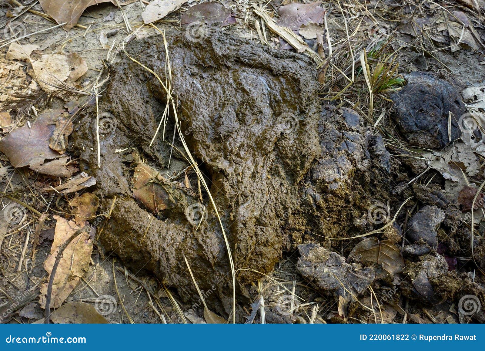 A Close Up Shot of Fresh Cow Dung in the Forest Stock Photo - Image of ...