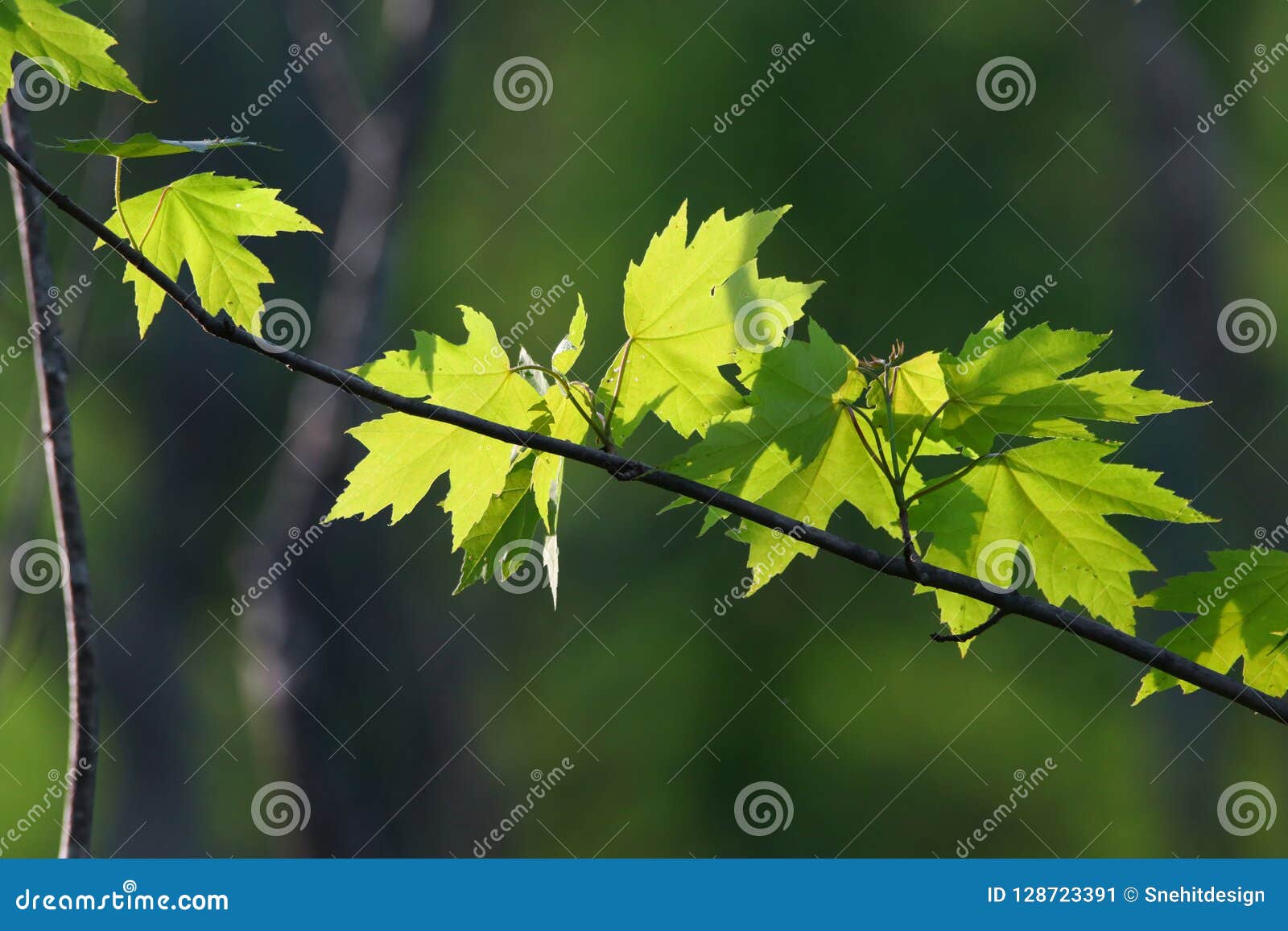 Close Up Shot of Fresh Maple Leafs Stock Image - Image of seasons ...