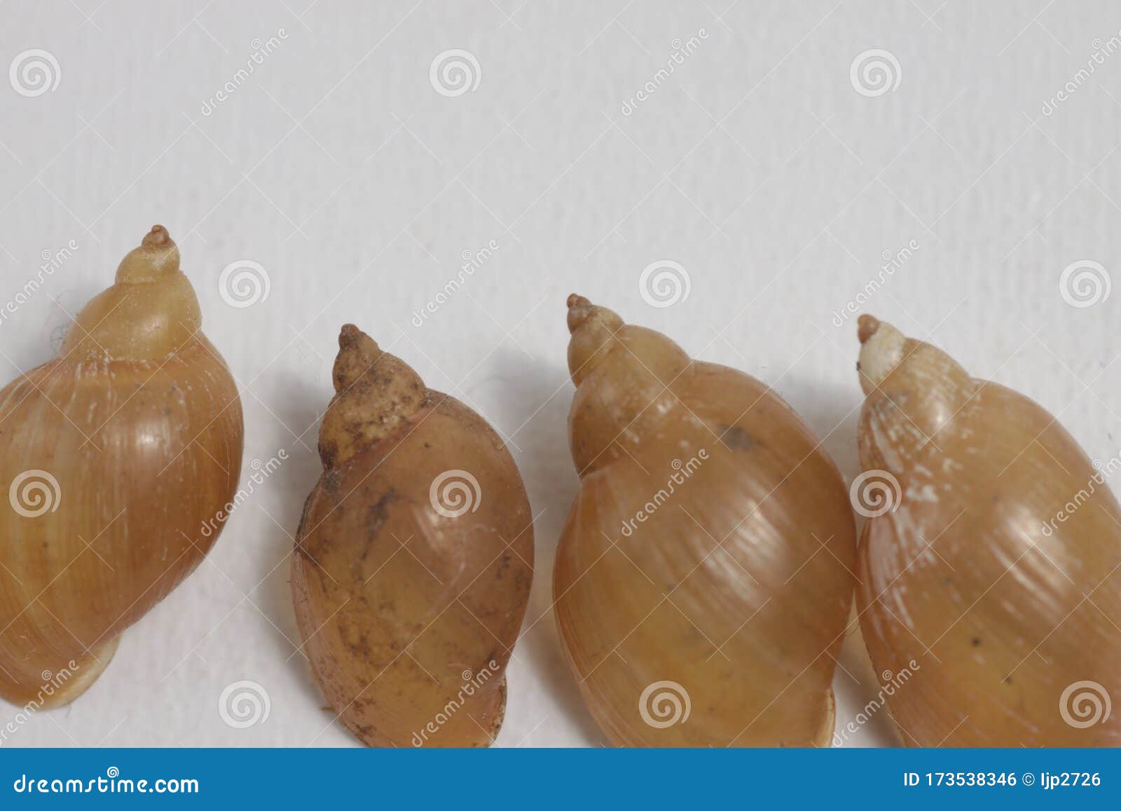 Close Up Shot of Fresh Water Snail`s Shell Stock Photo - Image of shape ...