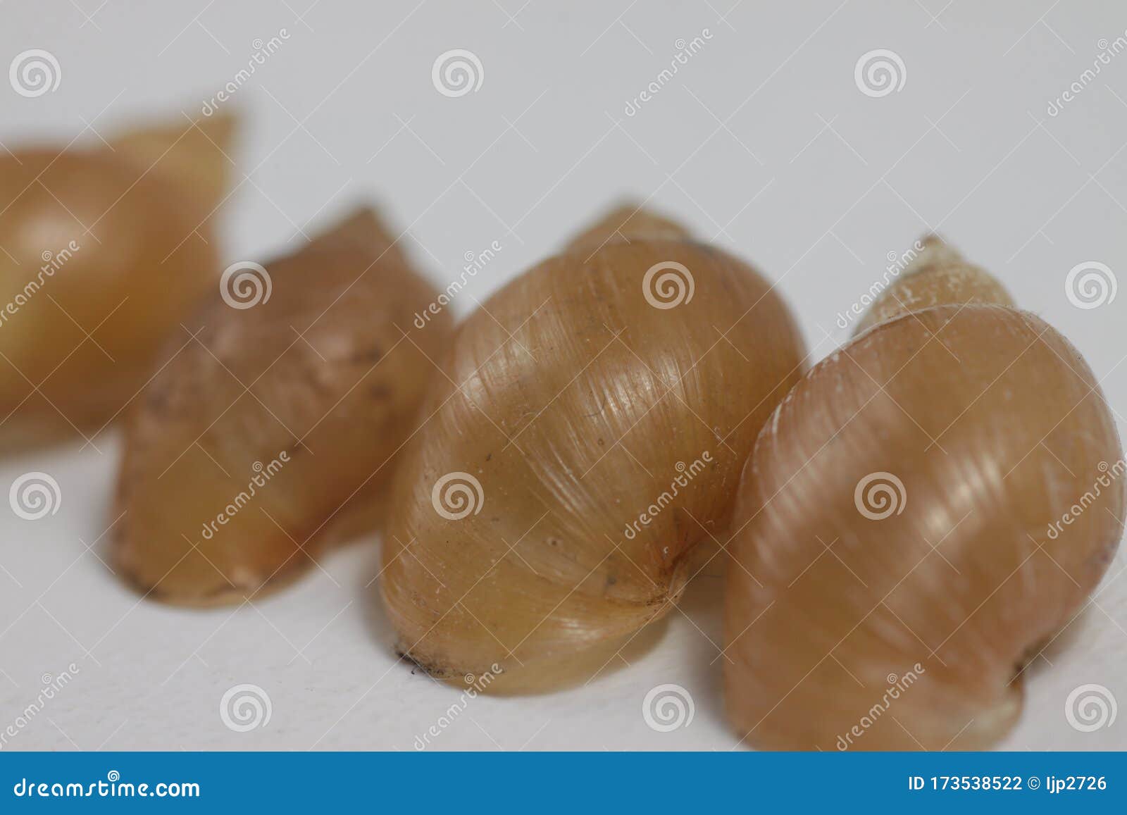 Close Up Shot of Fresh Water Snail`s Shell Stock Photo - Image of ...