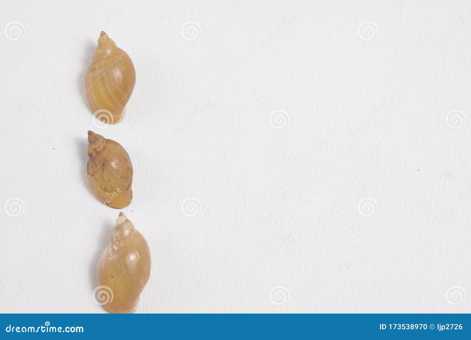 Close Up Shot of Fresh Water Snail`s Shell Stock Photo - Image of life ...