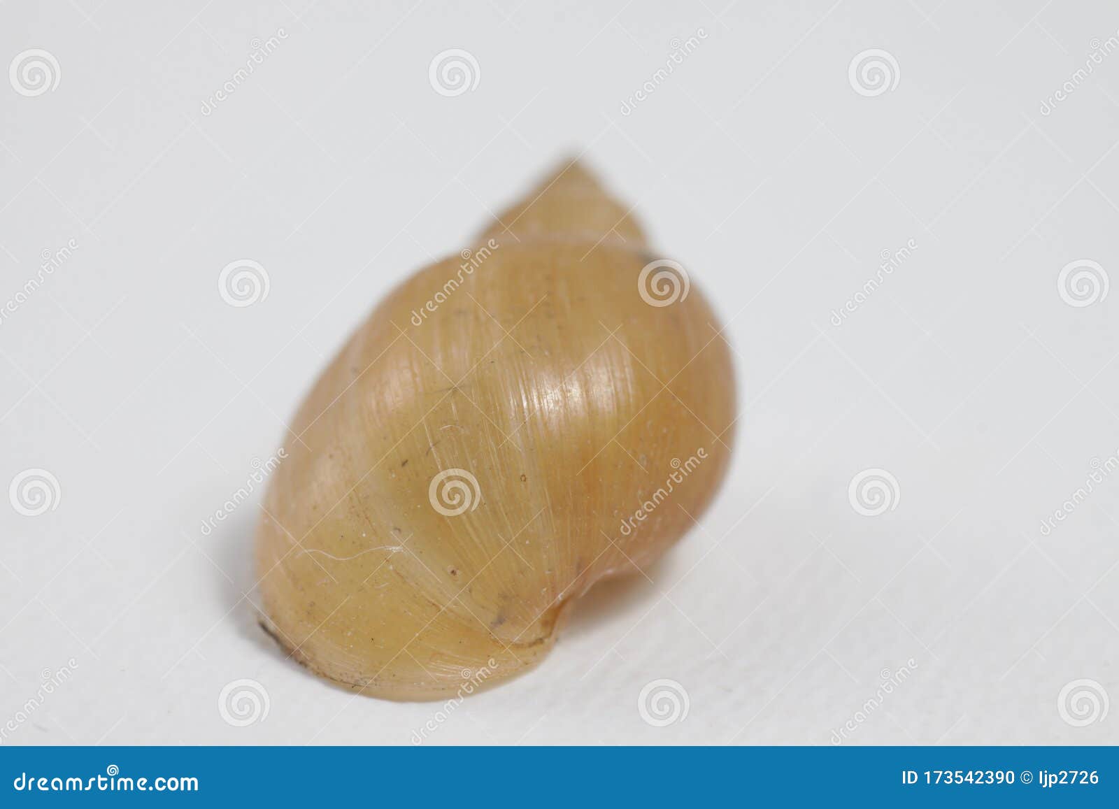 Close Up Shot of Fresh Water Snail`s Shell Stock Photo - Image of ...