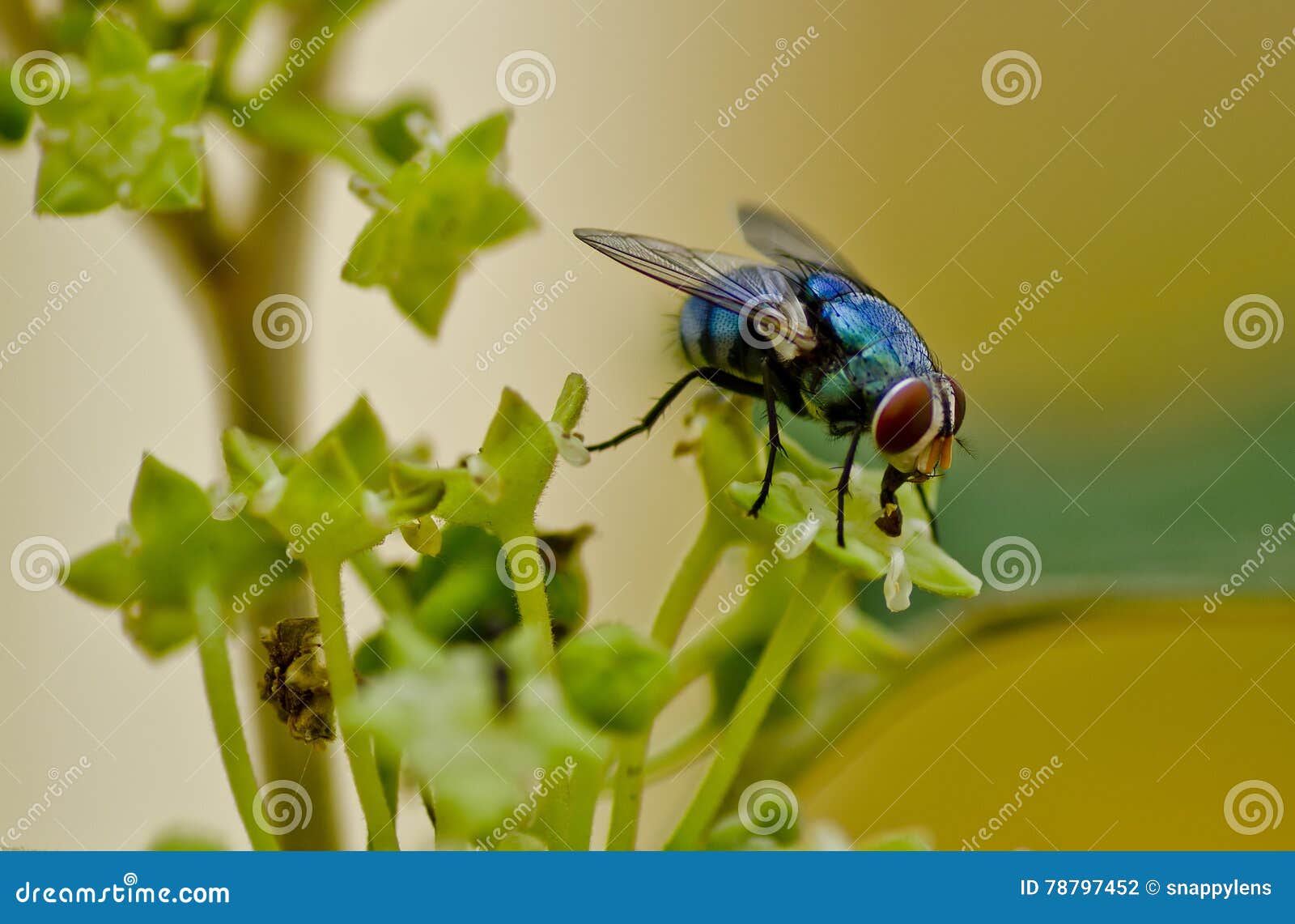 Close Up Shot of a Fruit Fly Stock Photo - Image of close, animal: 78797452