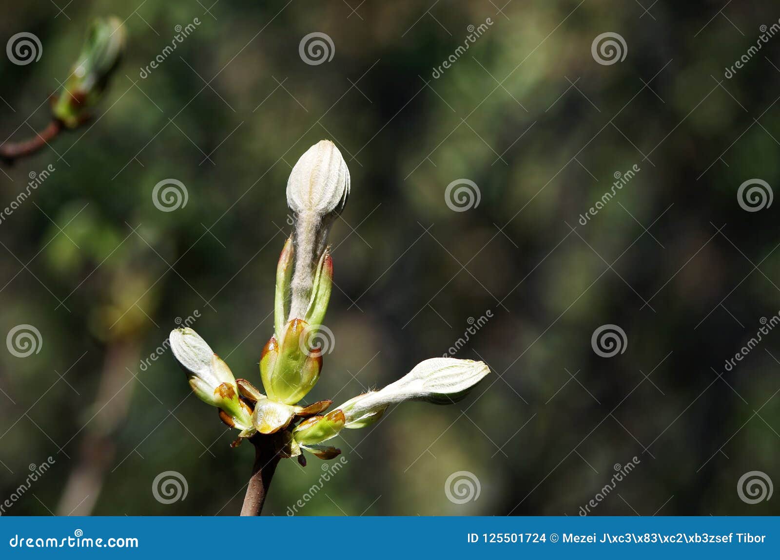 Nature`s Lance stock photo. Image of greece, cloud, fruit - 125501724
