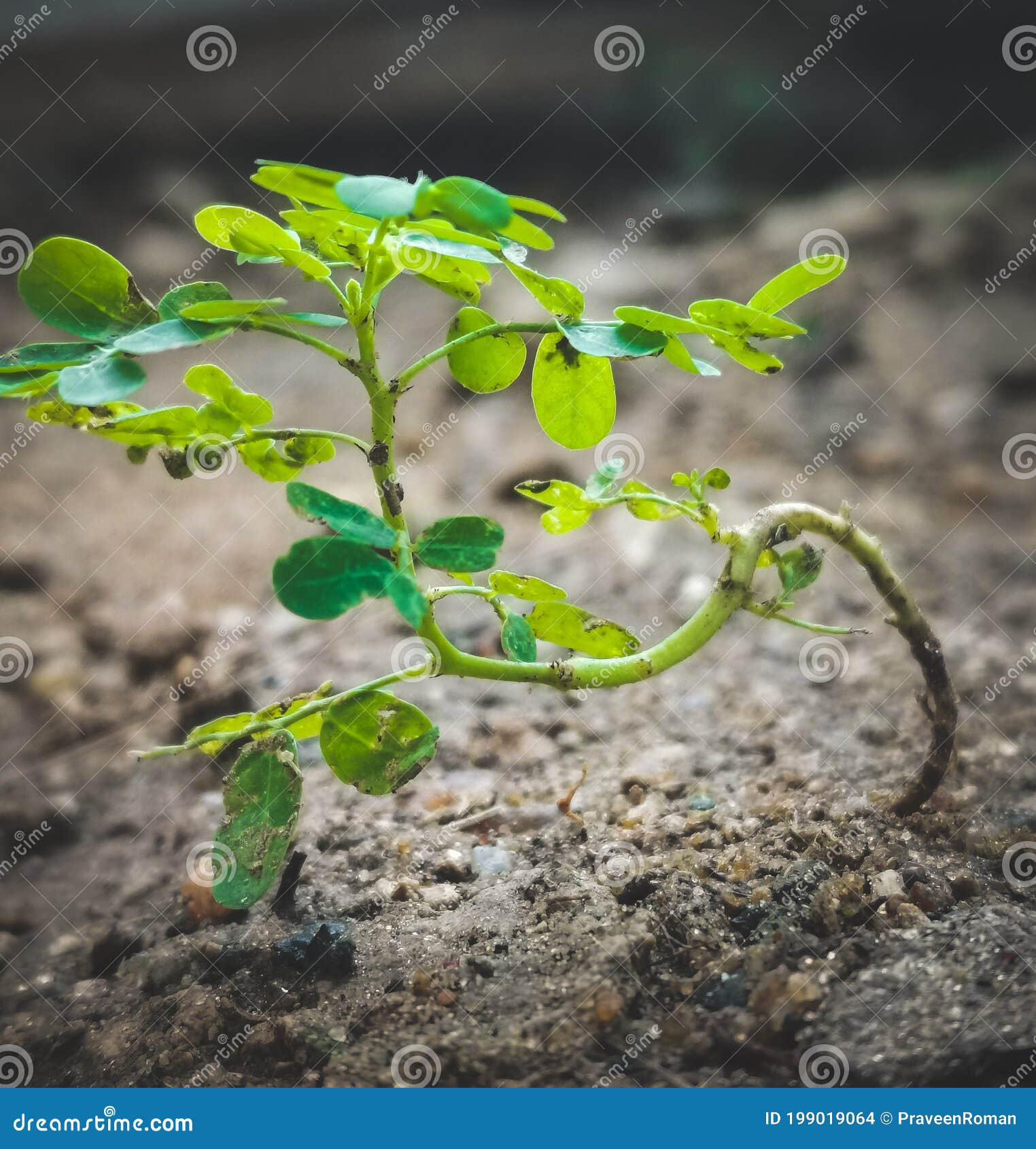 Close Up Shot of Gale of the Wind & X28; Phylanthus Niruri& X29; Stock ...