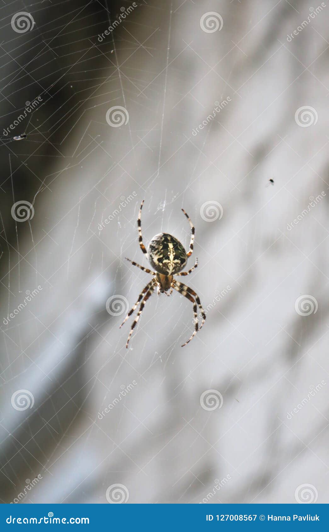 Close-up Shot of a Garden Spider Hanging on a Cobweb Stock Image ...