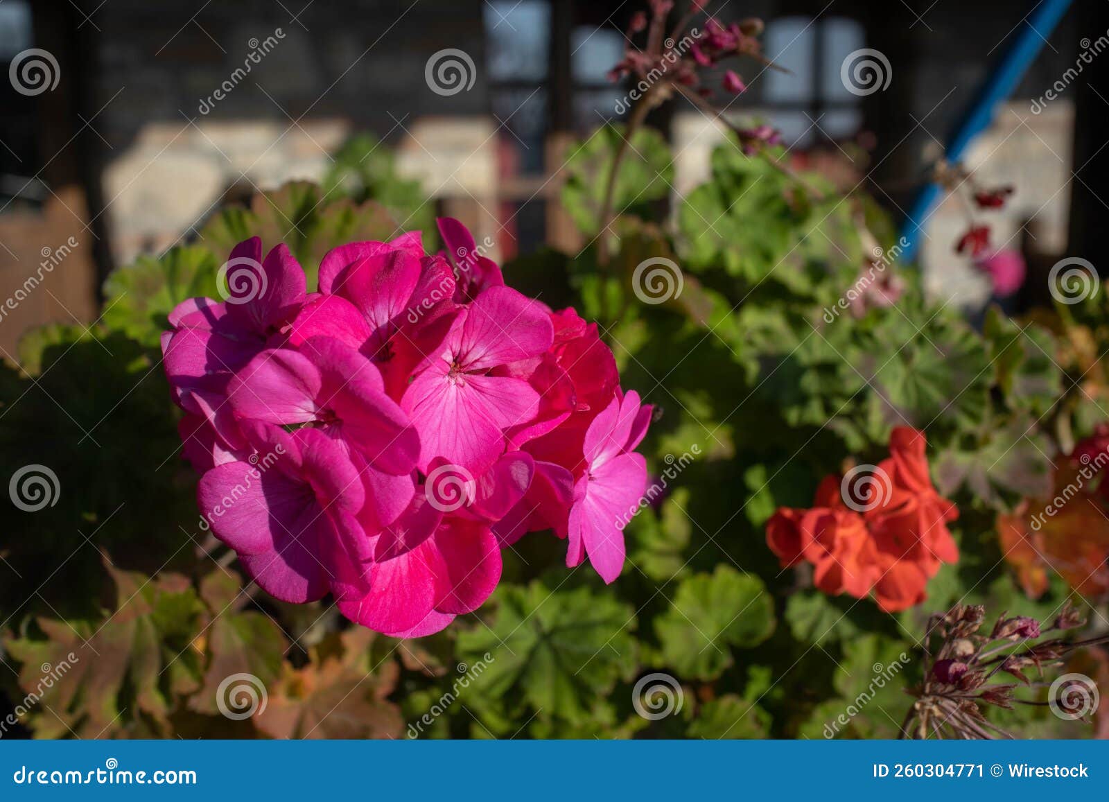 Close-up Shot of Geraniums Growing in a Garden Stock Image - Image of ...